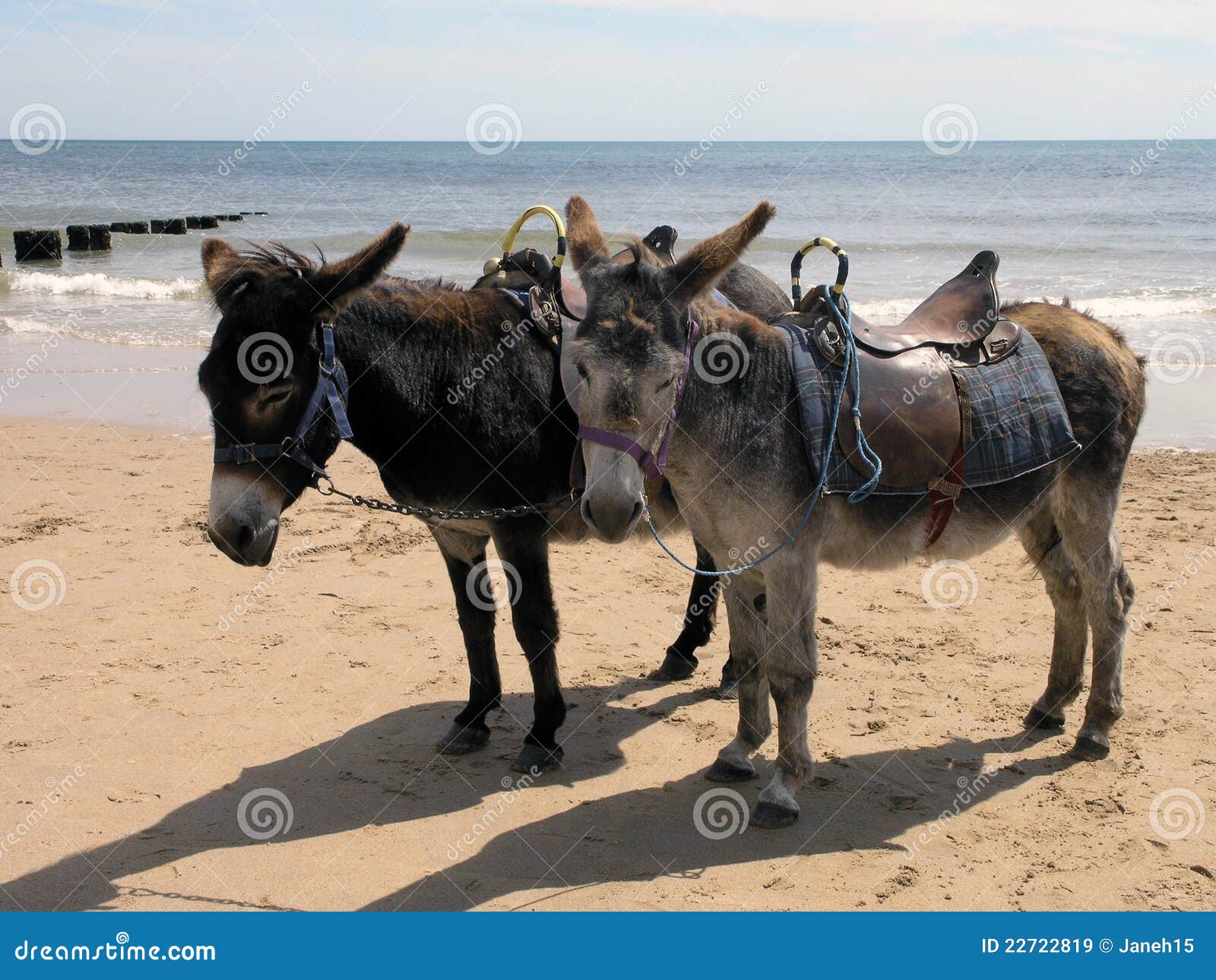 Seaside donkeys stock image. Image of donkeys, seaside - 22722819