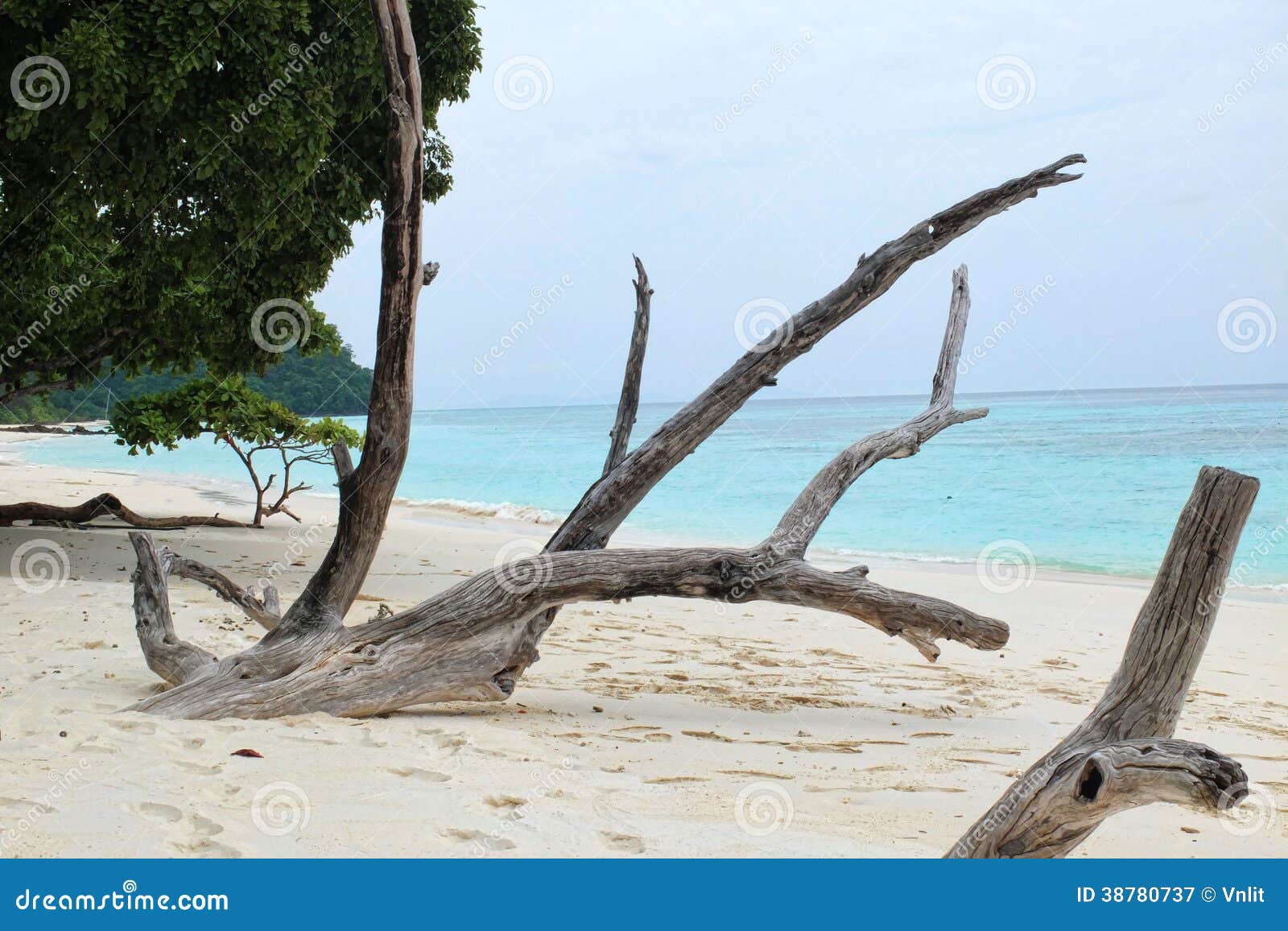 Seaside with dry trees stock image. Image of coastline - 38780737