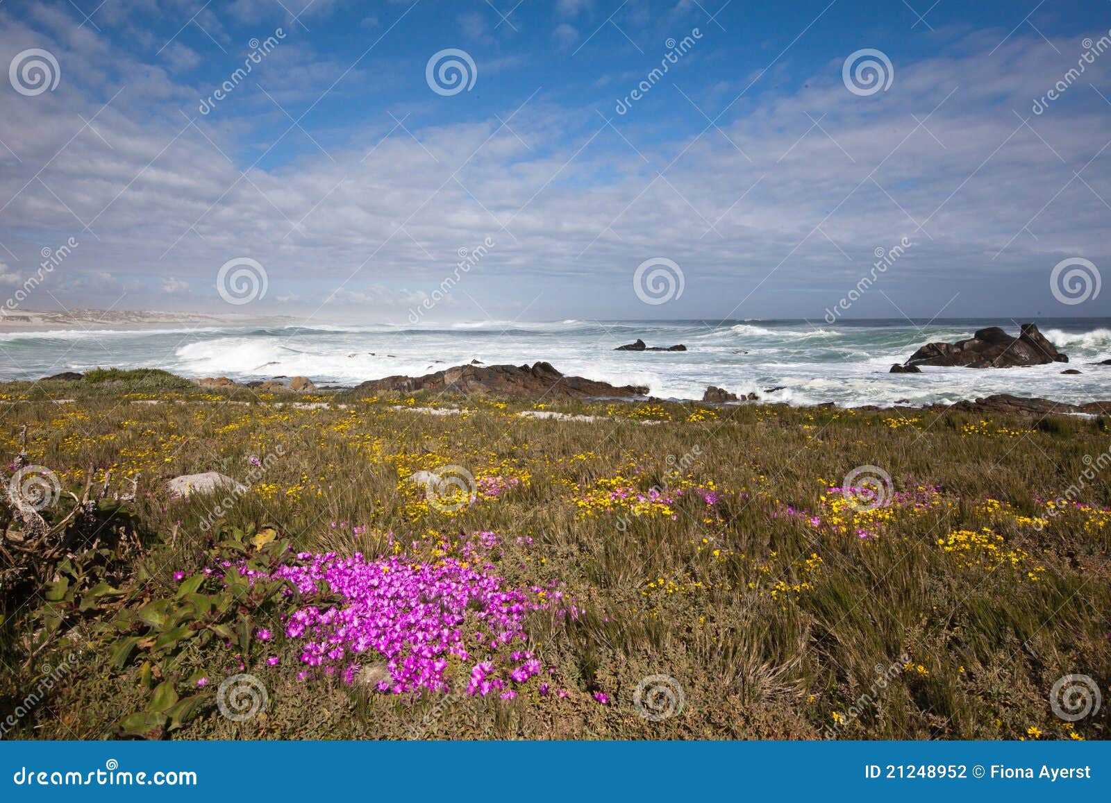 Seaside flowers stock photo. Image of western, blue, pink - 21248952