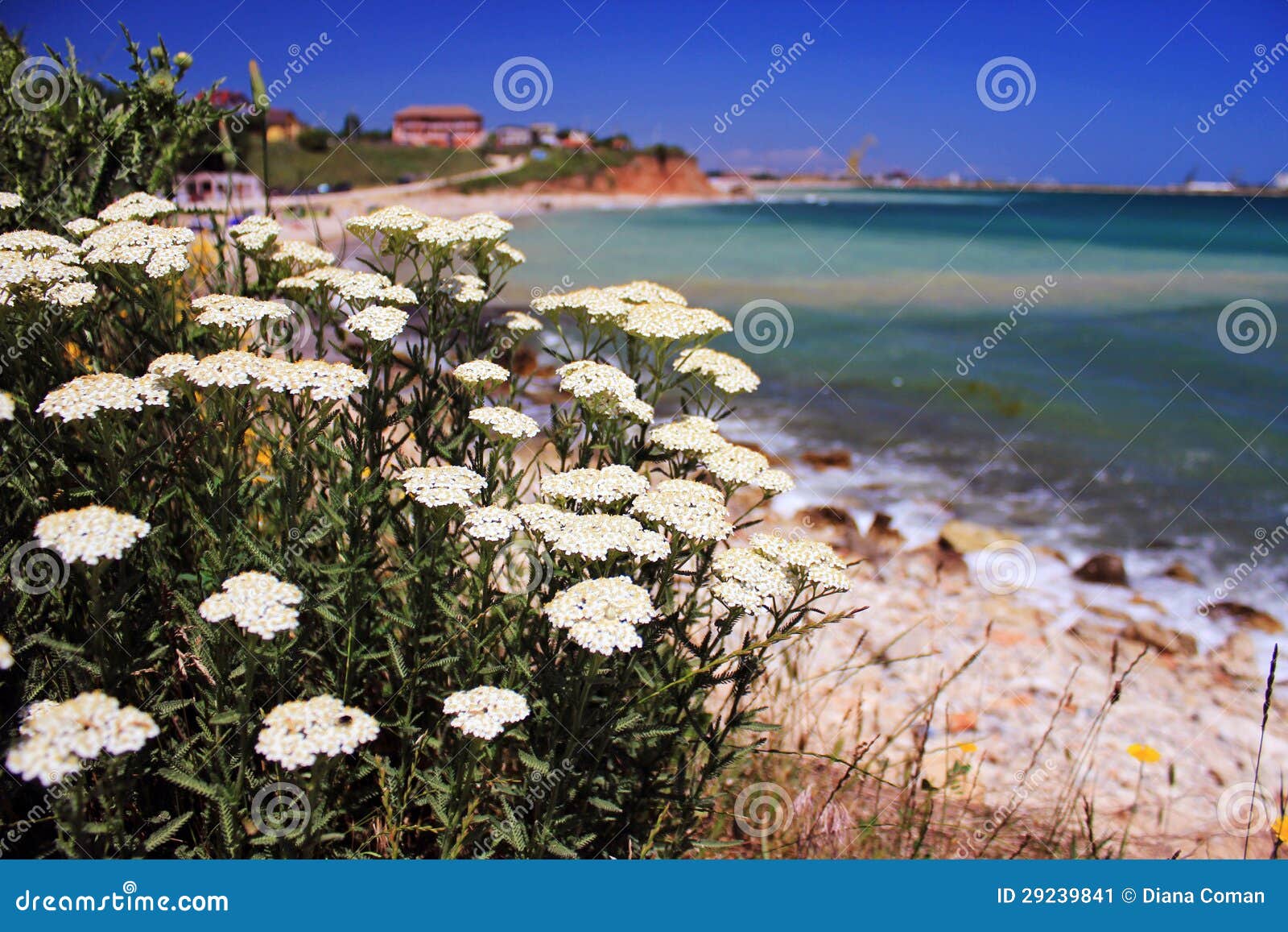 Seaside flowers stock image. Image of beach, landscape - 29239841