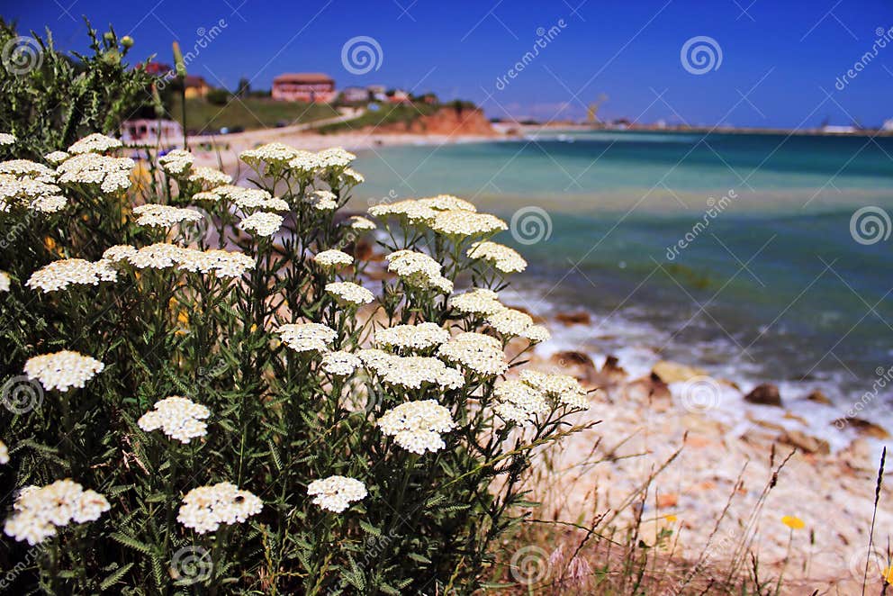 Seaside flowers stock image. Image of beach, landscape - 29239841