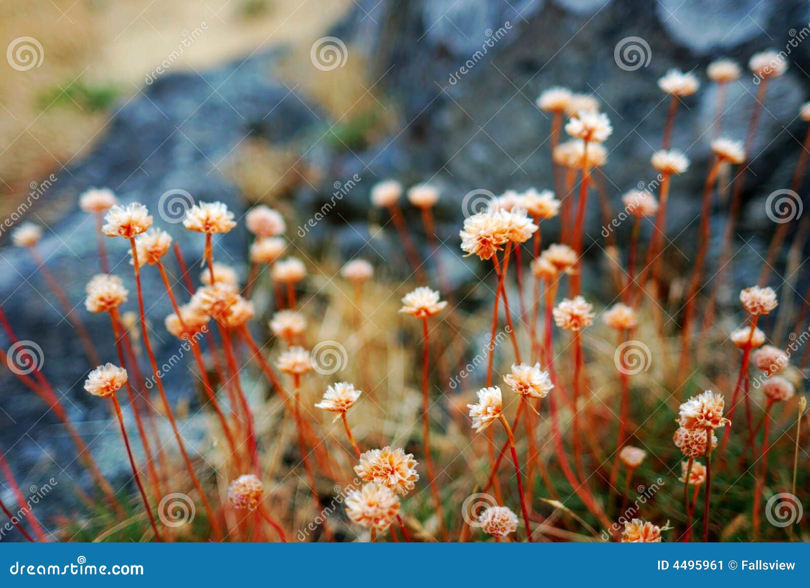 Seaside flowers stock image. Image of columbia, outdoor - 4495961