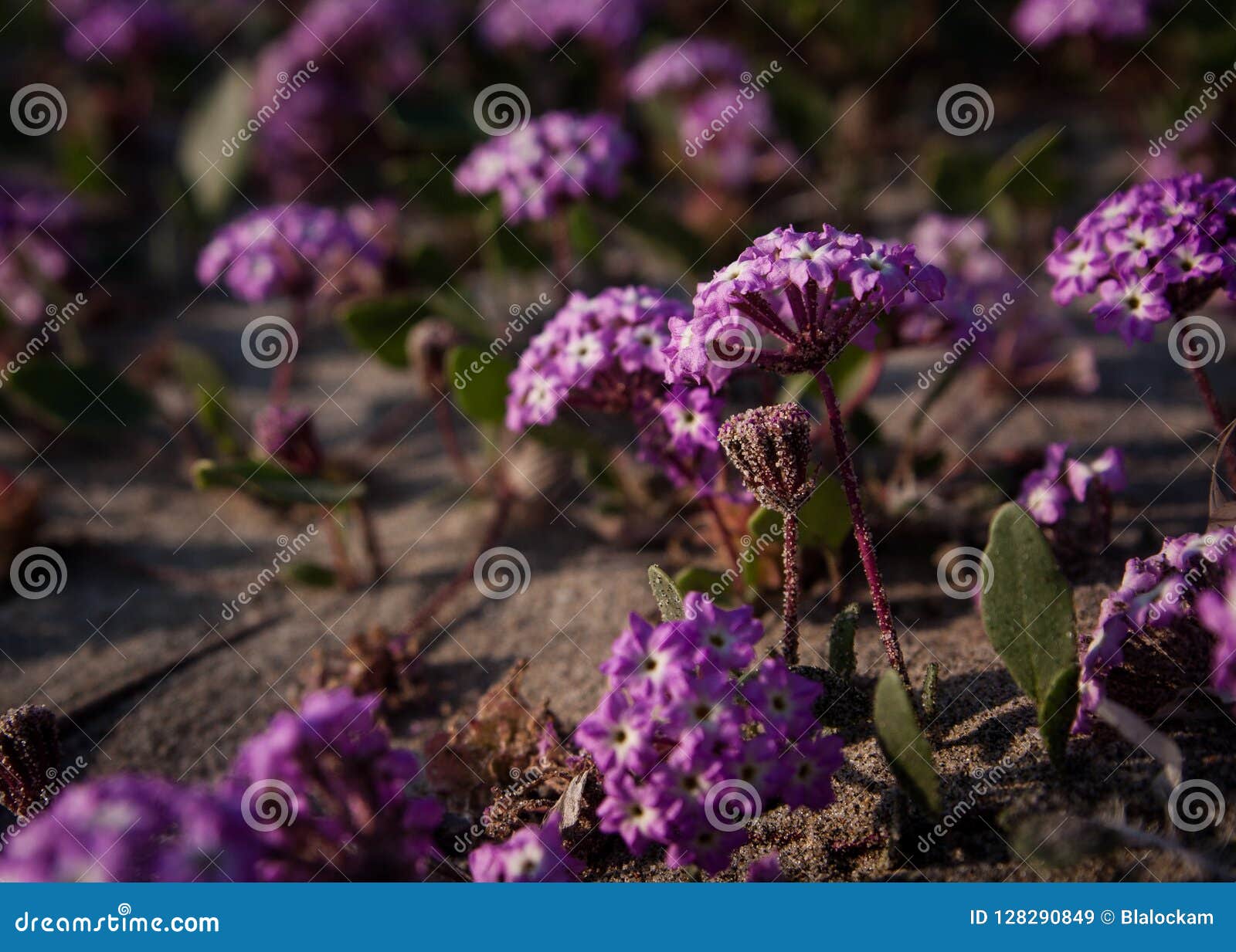 Seaside flowers stock image. Image of growing, flowers - 128290849