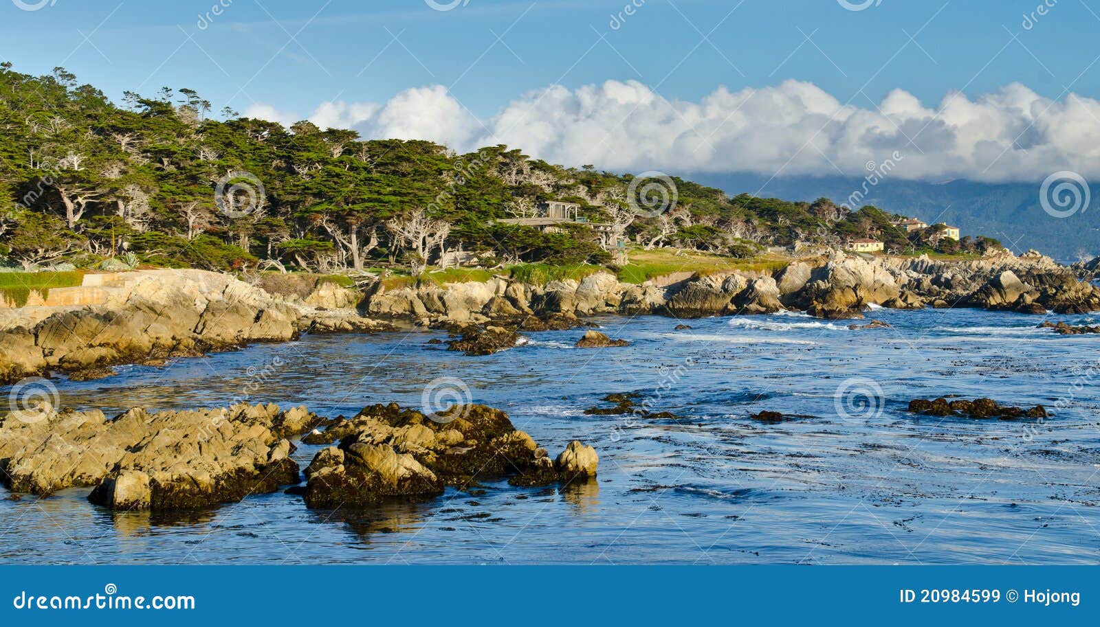 Seaside forest stock image. Image of monterrey, pacific - 20984599