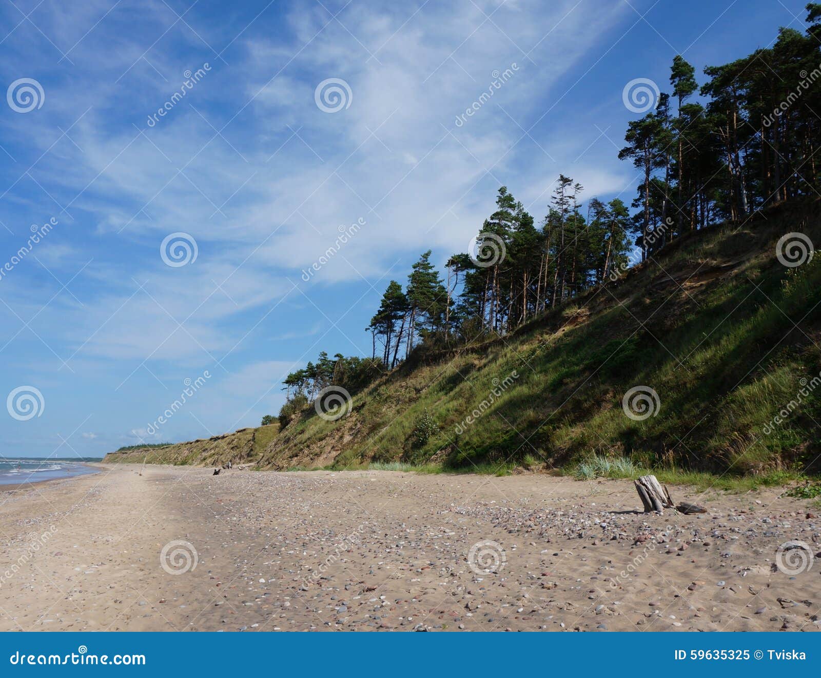 Seaside and forest stock image. Image of fallen, dead - 59635325