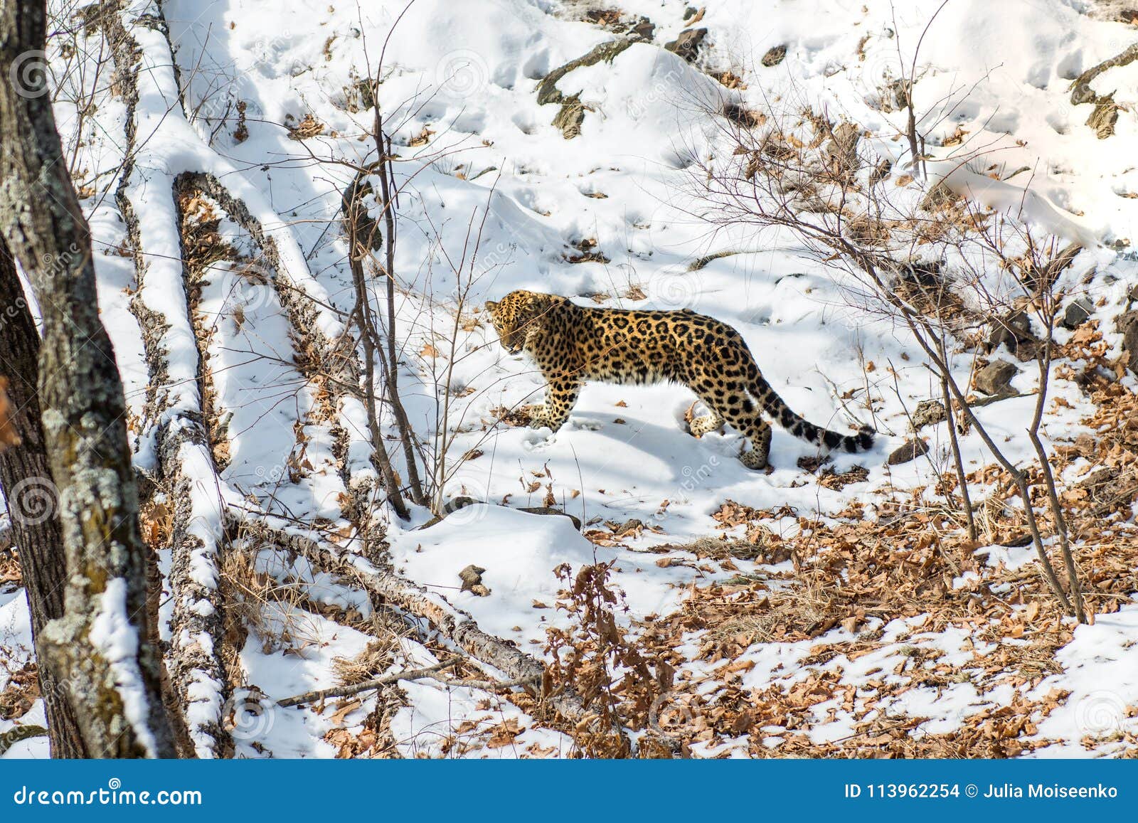 Seaside Leopard, Aggressive Animal Walks on Snowy Ground, Big Beautiful ... Seaside Leopard, Aggressive Animal Walks on Snowy Ground, Big Beautiful ...