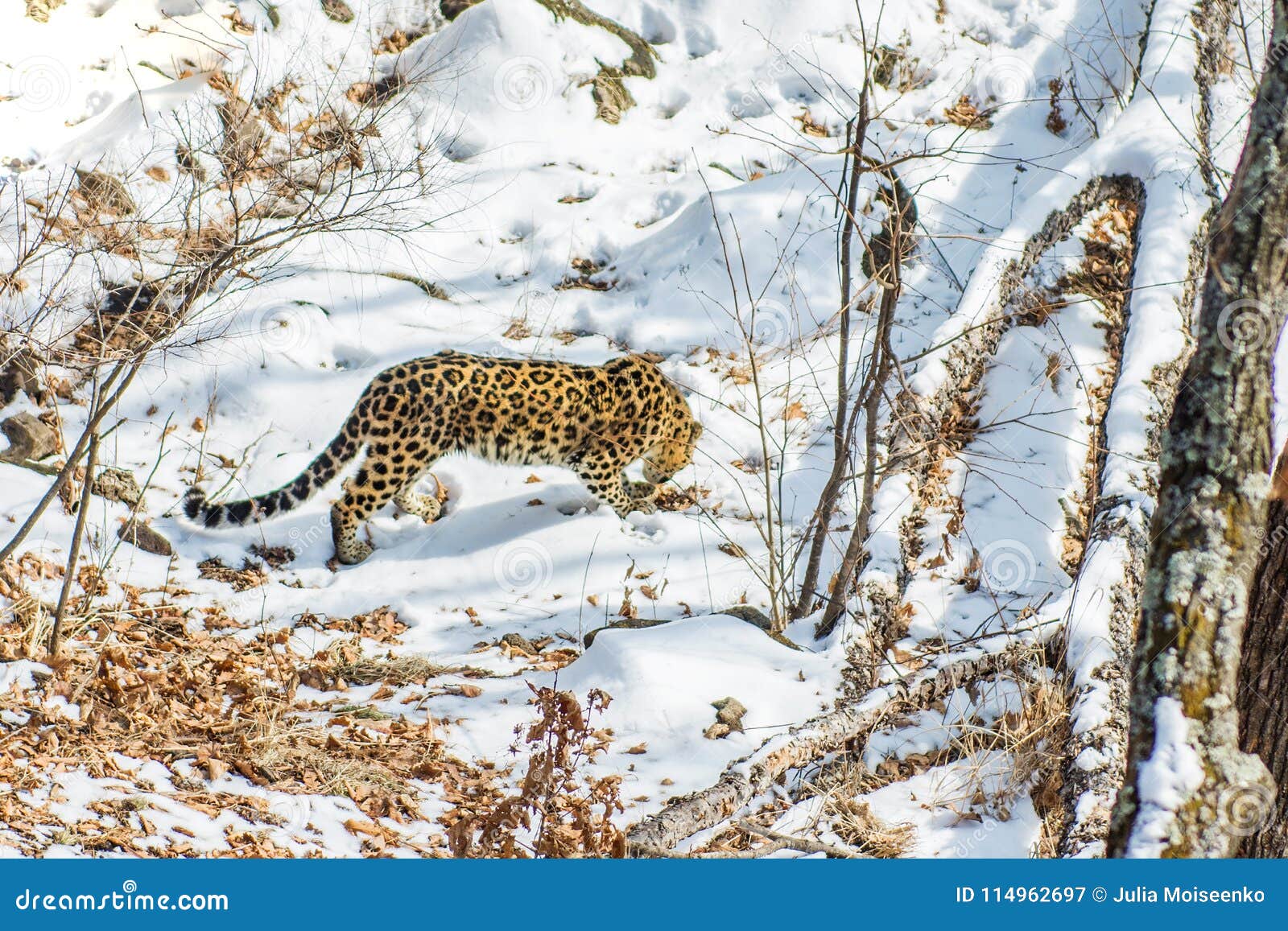 Seaside Leopard, Aggressive Animal Walks on Snowy Ground, Big Beautiful ... Seaside Leopard, Aggressive Animal Walks on Snowy Ground, Big Beautiful ...