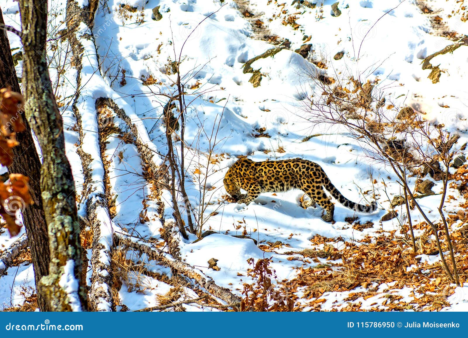 Seaside Leopard, Aggressive Animal Walks on Snowy Ground, Big Beautiful ... Seaside Leopard, Aggressive Animal Walks on Snowy Ground, Big Beautiful ...