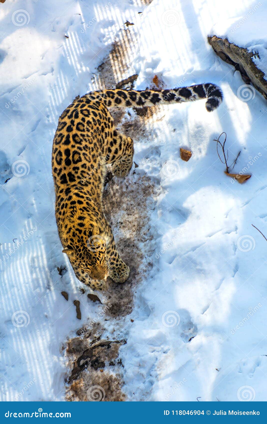 Seaside Leopard, Aggressive Animal Walks on Snowy Ground, Big Beautiful ... Seaside Leopard, Aggressive Animal Walks on Snowy Ground, Big Beautiful ...