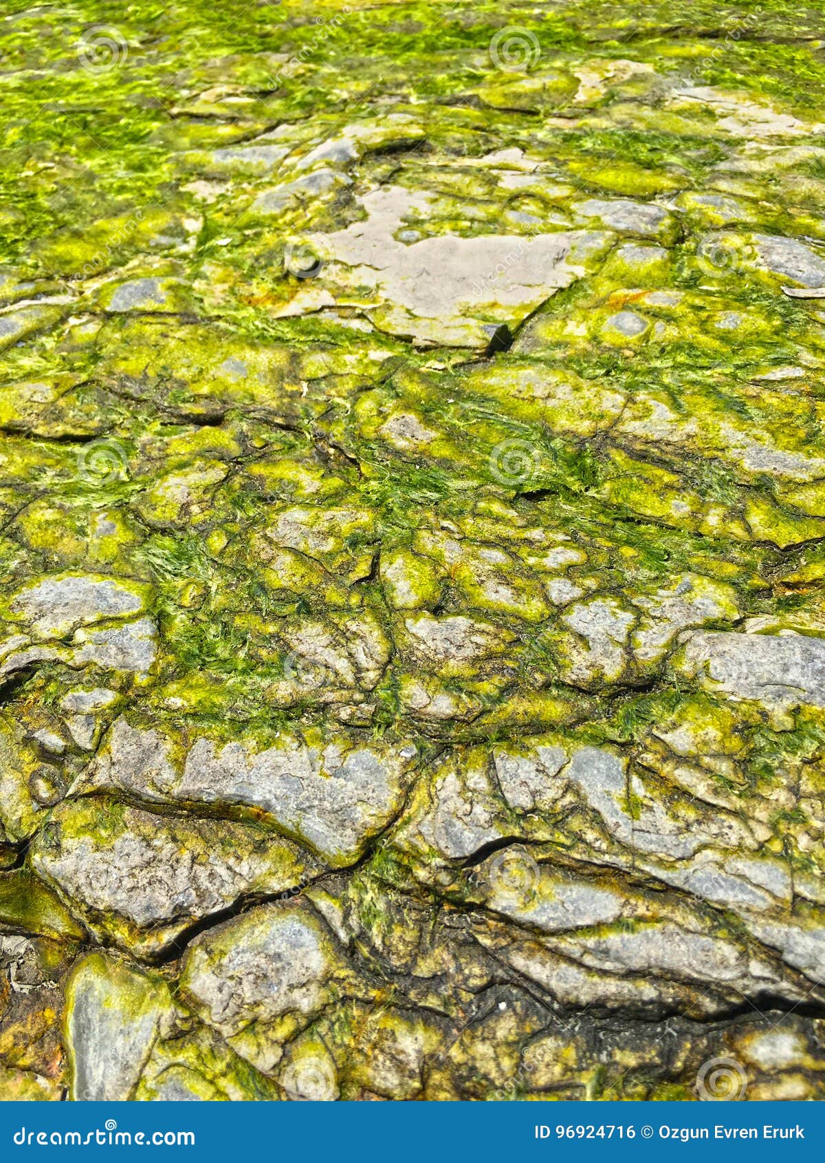 Seaside and mossy rock stock photo. Image of beach, environment - 96924716