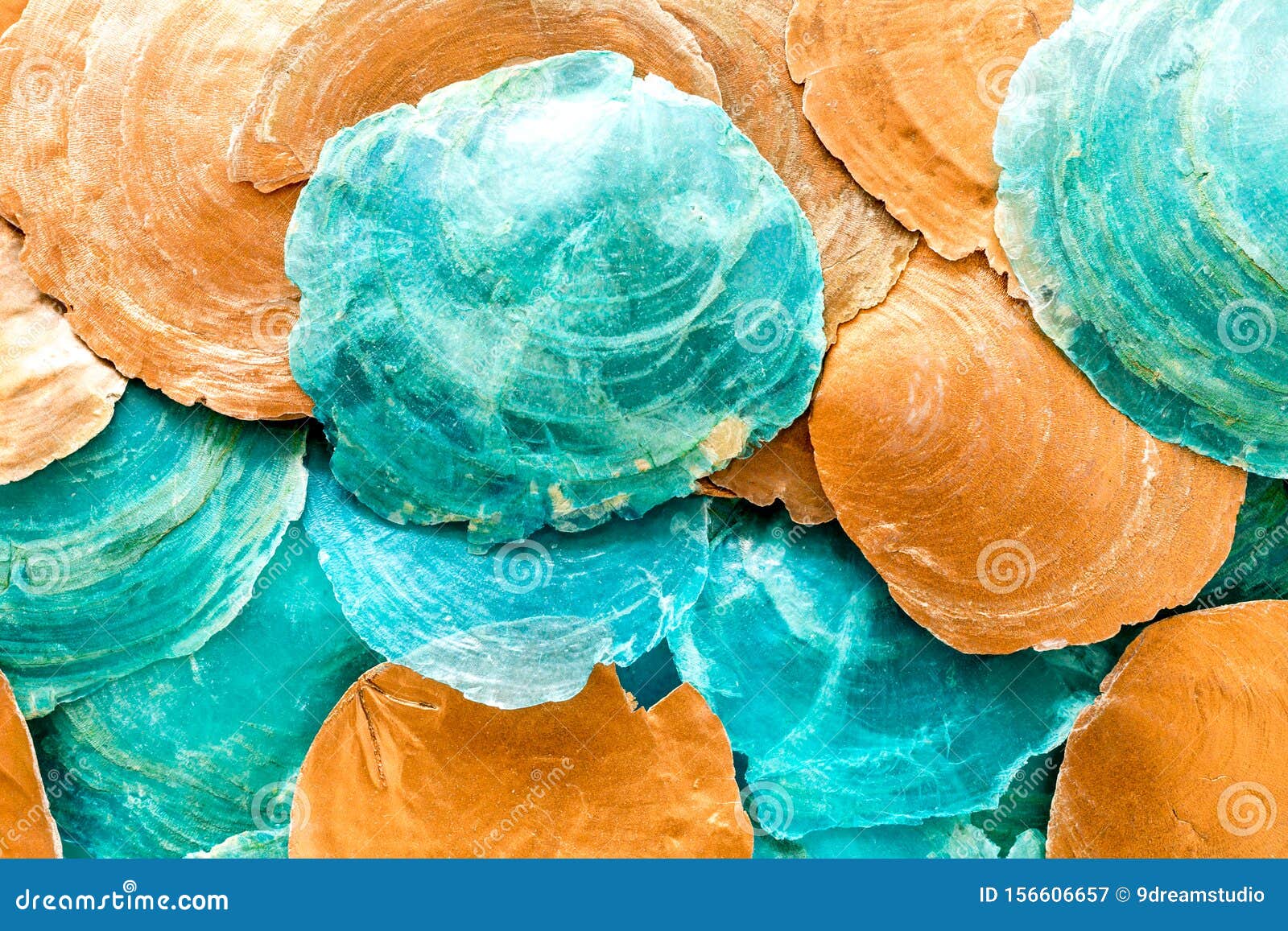 Seaside Pattern with Shells on White Background Top View Stock Image ...