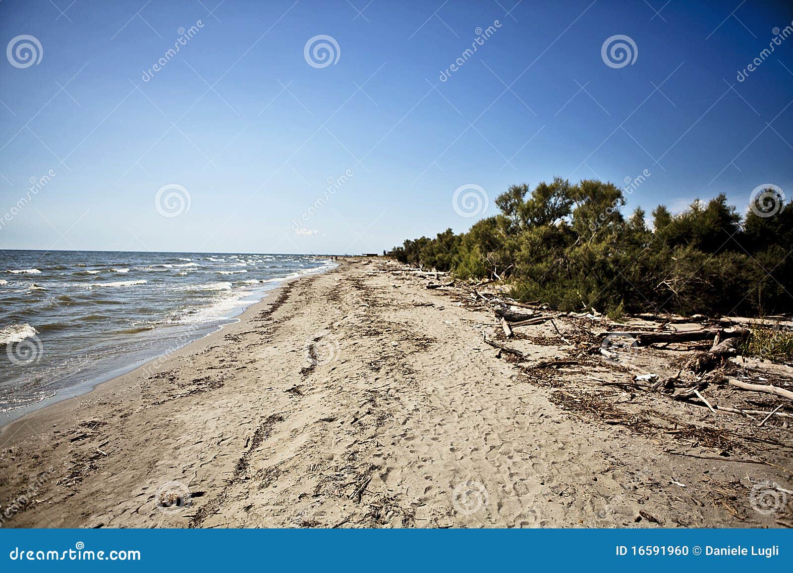Seaside with plants stock photo. Image of travel, tree - 16591960