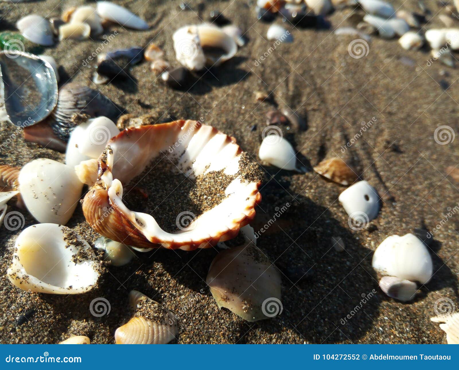 Seashell stock photo. Image of seaside, coast, golden - 104272552