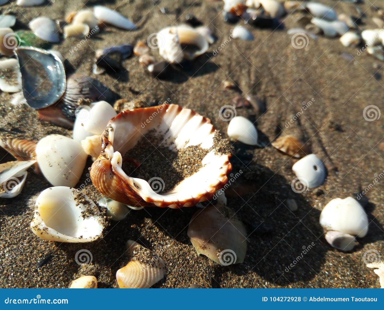 Seashell stock photo. Image of coast, golden, mediteranean - 104272928