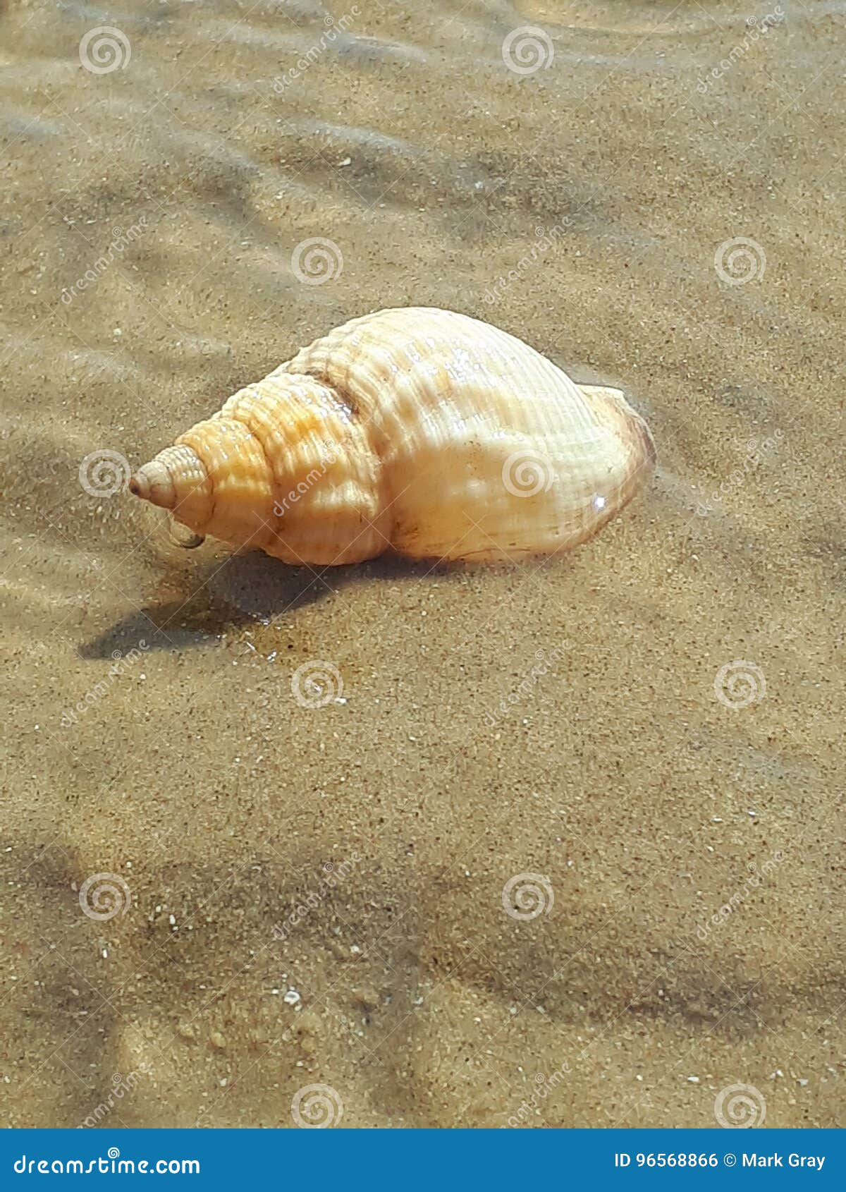 Seaside Shell stock photo. Image of coast, beach, sand - 96568866