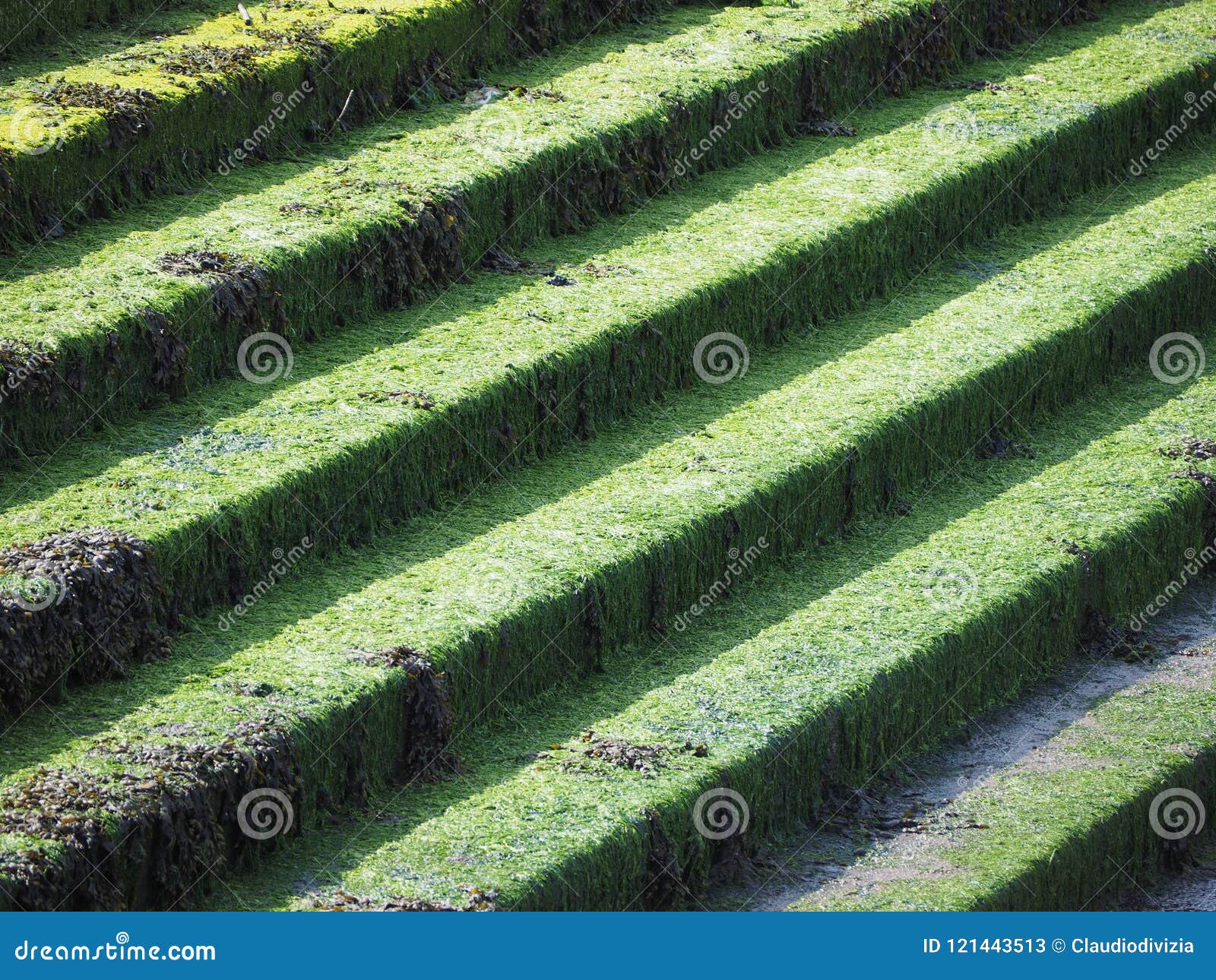 Moss on concrete steps stock image. Image of stairway - 121443513