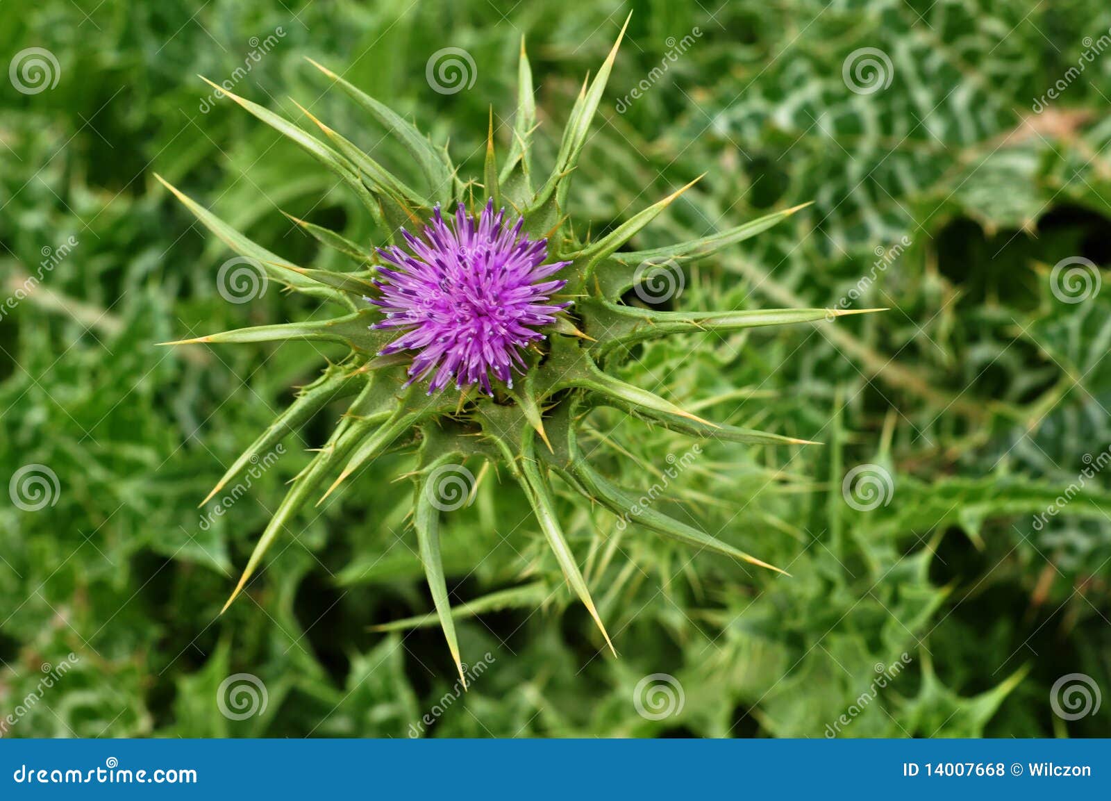 Seaside thistle stock photo. Image of bloom, flower, violet - 14007668