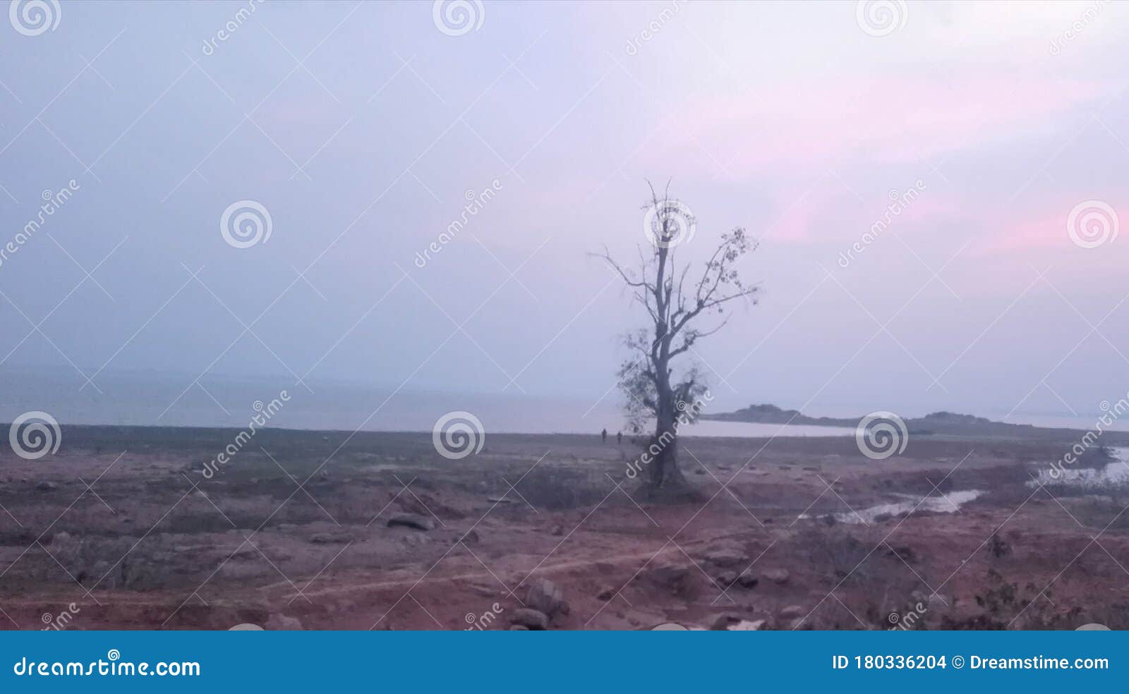 Seaside Tree stock photo. Image of water, beach, tree - 180336204