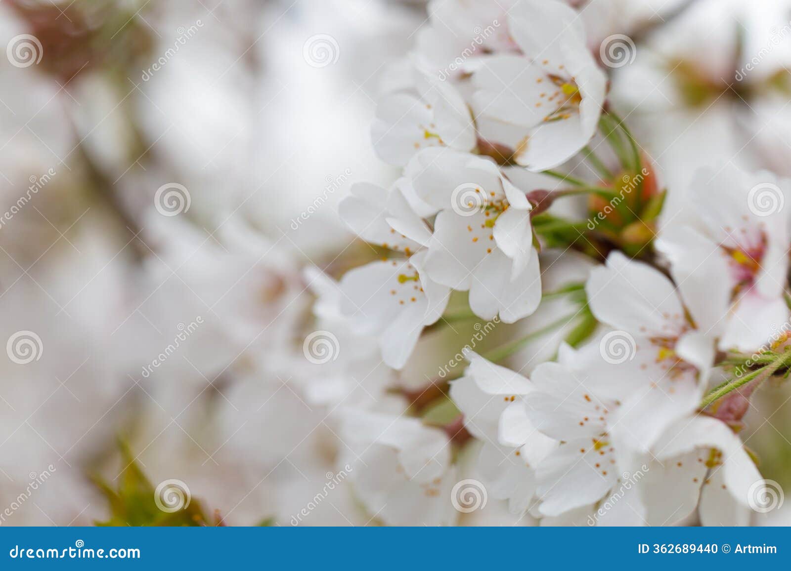 Season Background with White Spring Flower Stock Photo - Image of bloom ...