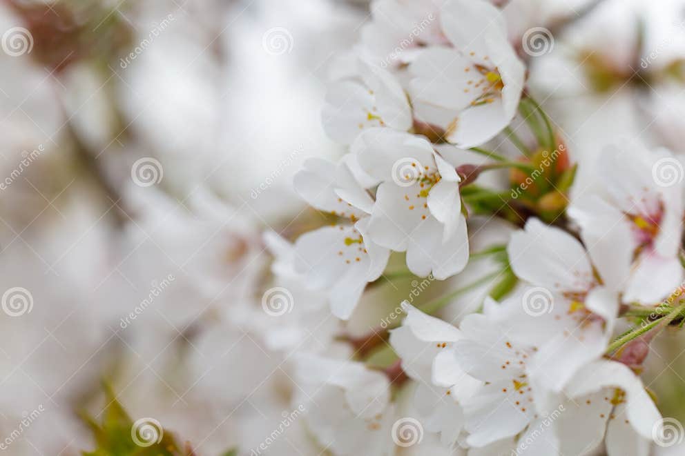 Season Background with White Spring Flower Stock Photo - Image of bloom ...