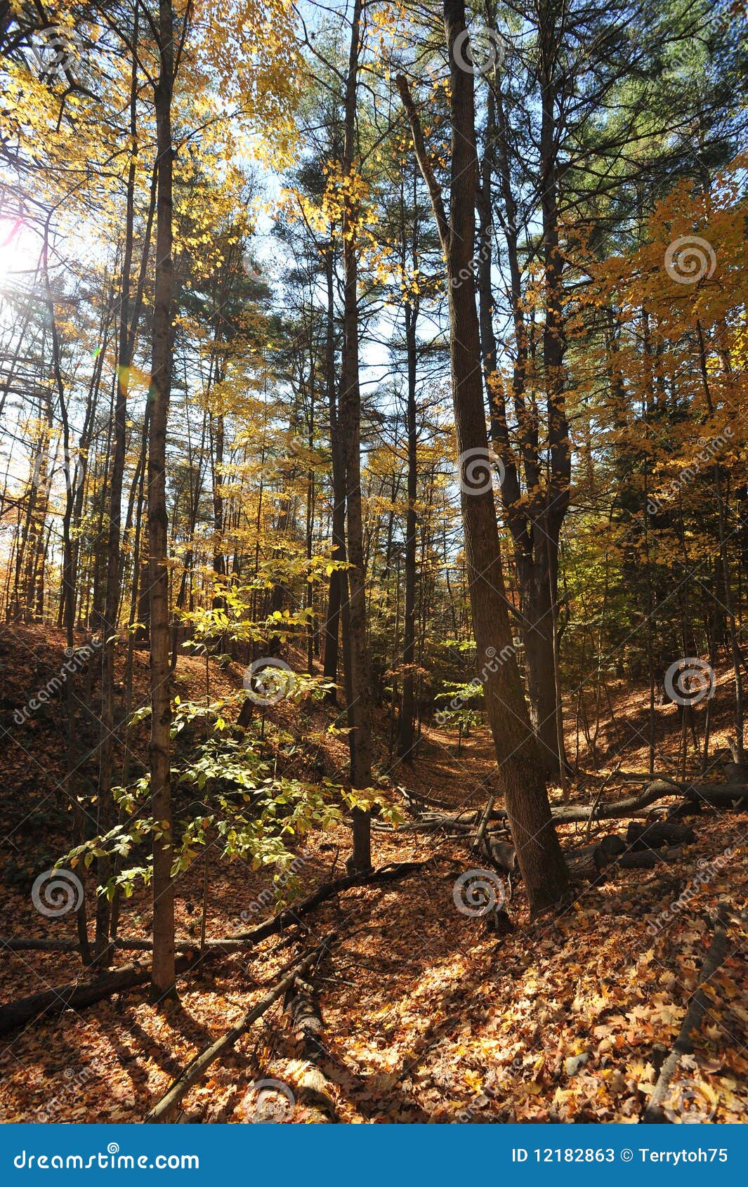 Season changing stock image. Image of leaves, autumn - 12182863