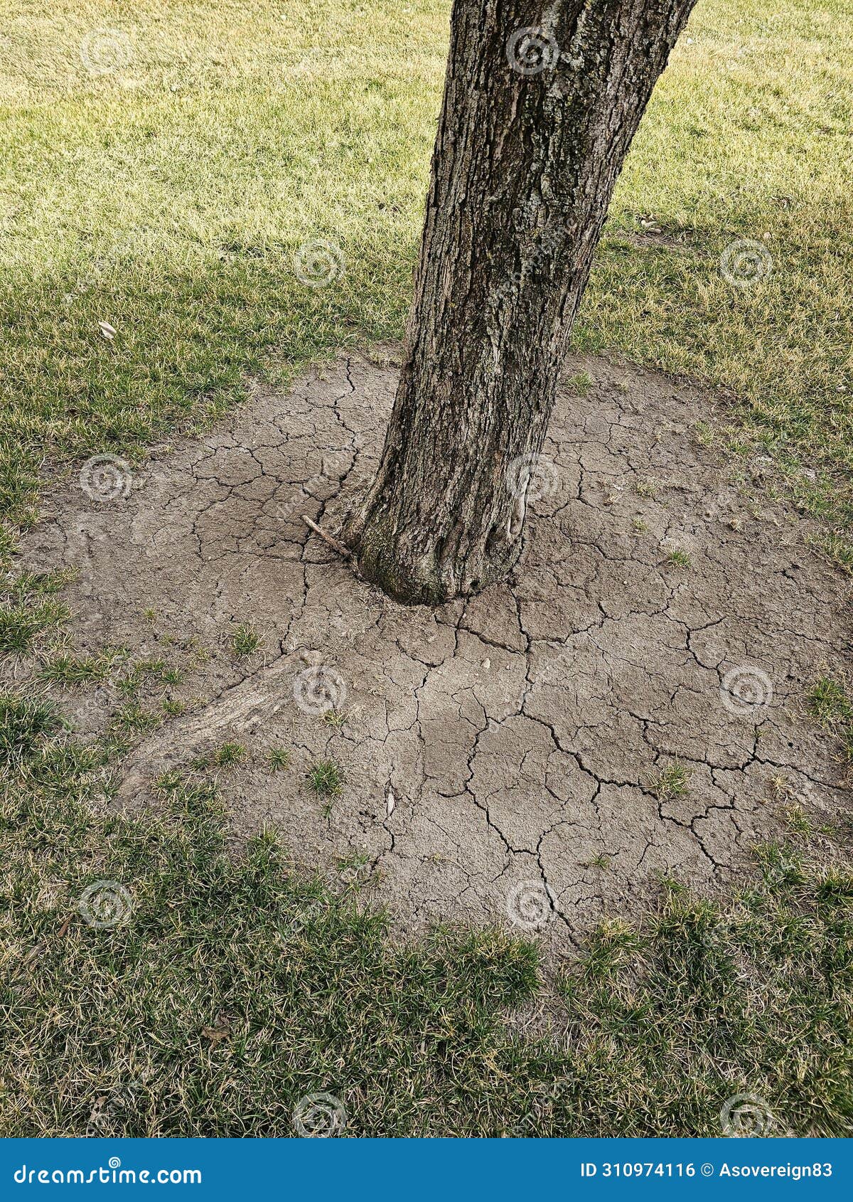 Season of Drought with Dry Soil Around Base of Tree Stock Photo - Image ...