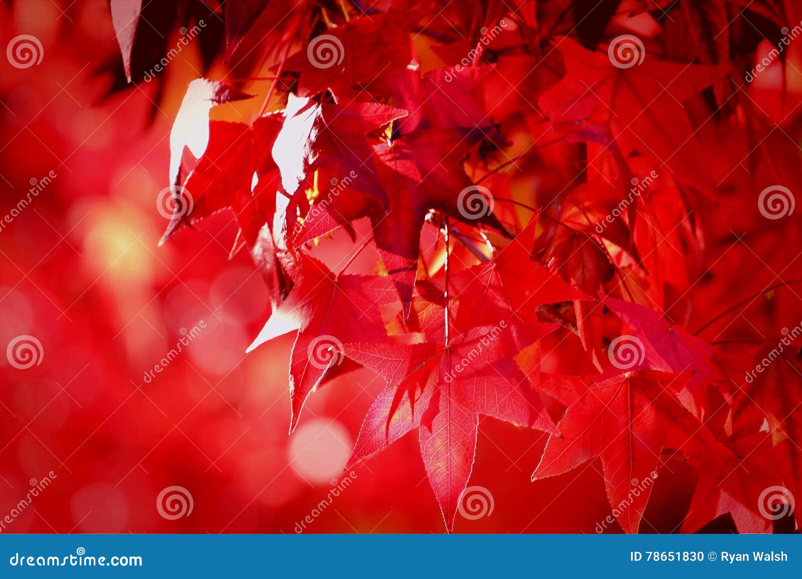 Season greetings stock photo. Image of fall, adapt, season - 78651830