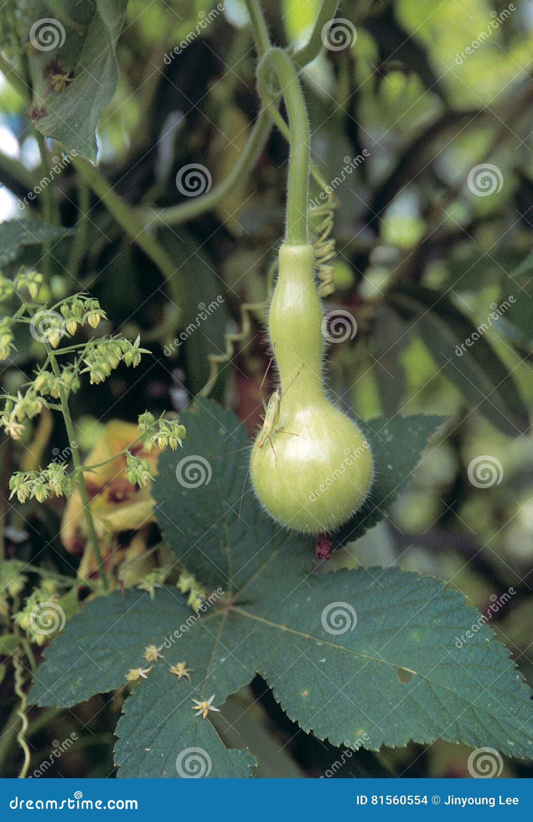 Season stock photo. Image of sand, desert, gourd, plant - 81560554