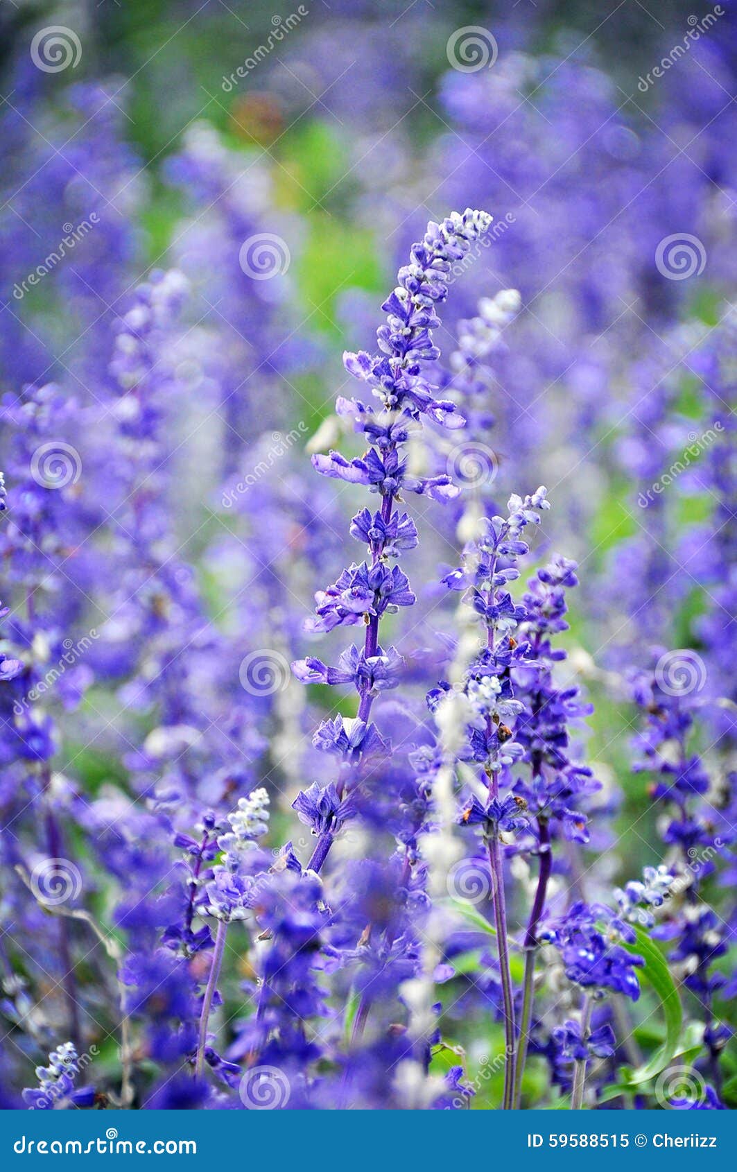 Season Purple flowers stock image. Image of beautiful - 59588515
