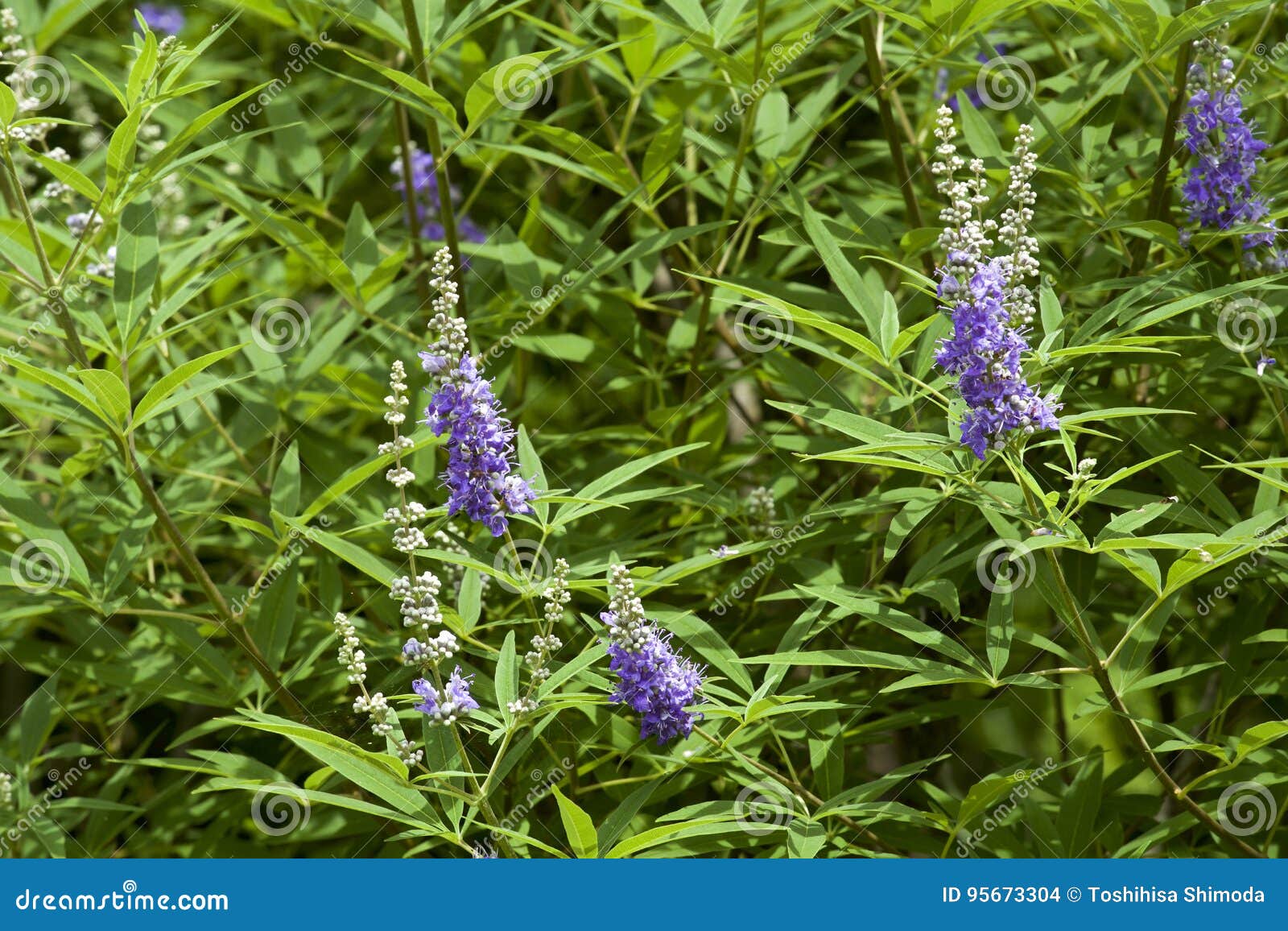 Vitex Agnus-castus, Chaste Tree Or Chastetree, Chasteberry, Abraham`s ...