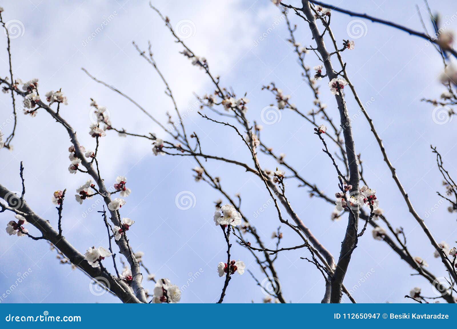 Cherry Tree Blossoming in Spring Stock Image - Image of flora, green ...