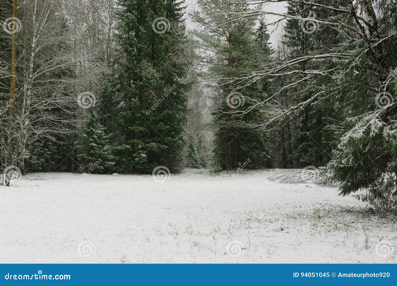 Season Spring Weather Snow Forest Stock Image - Image of snow, nature ...