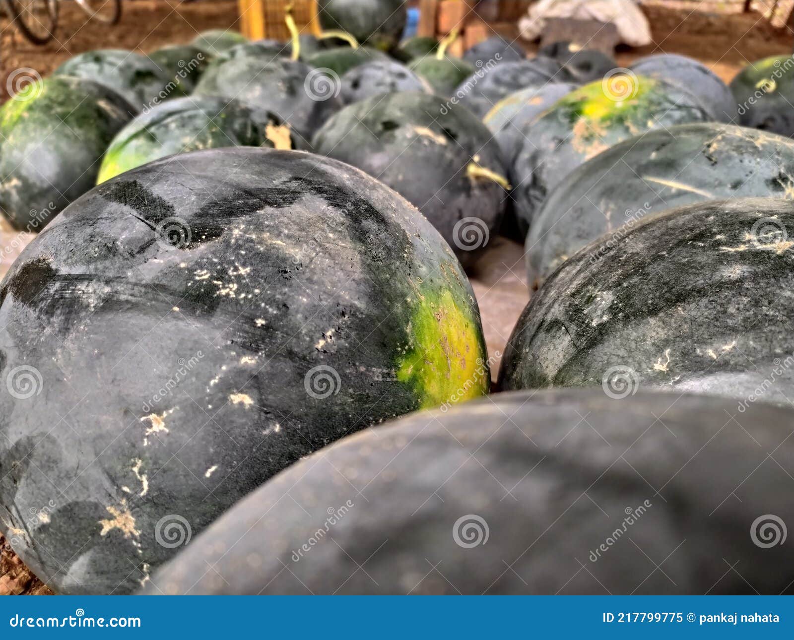 Season of Watermelon in India Stock Image - Image of produce, nature ...