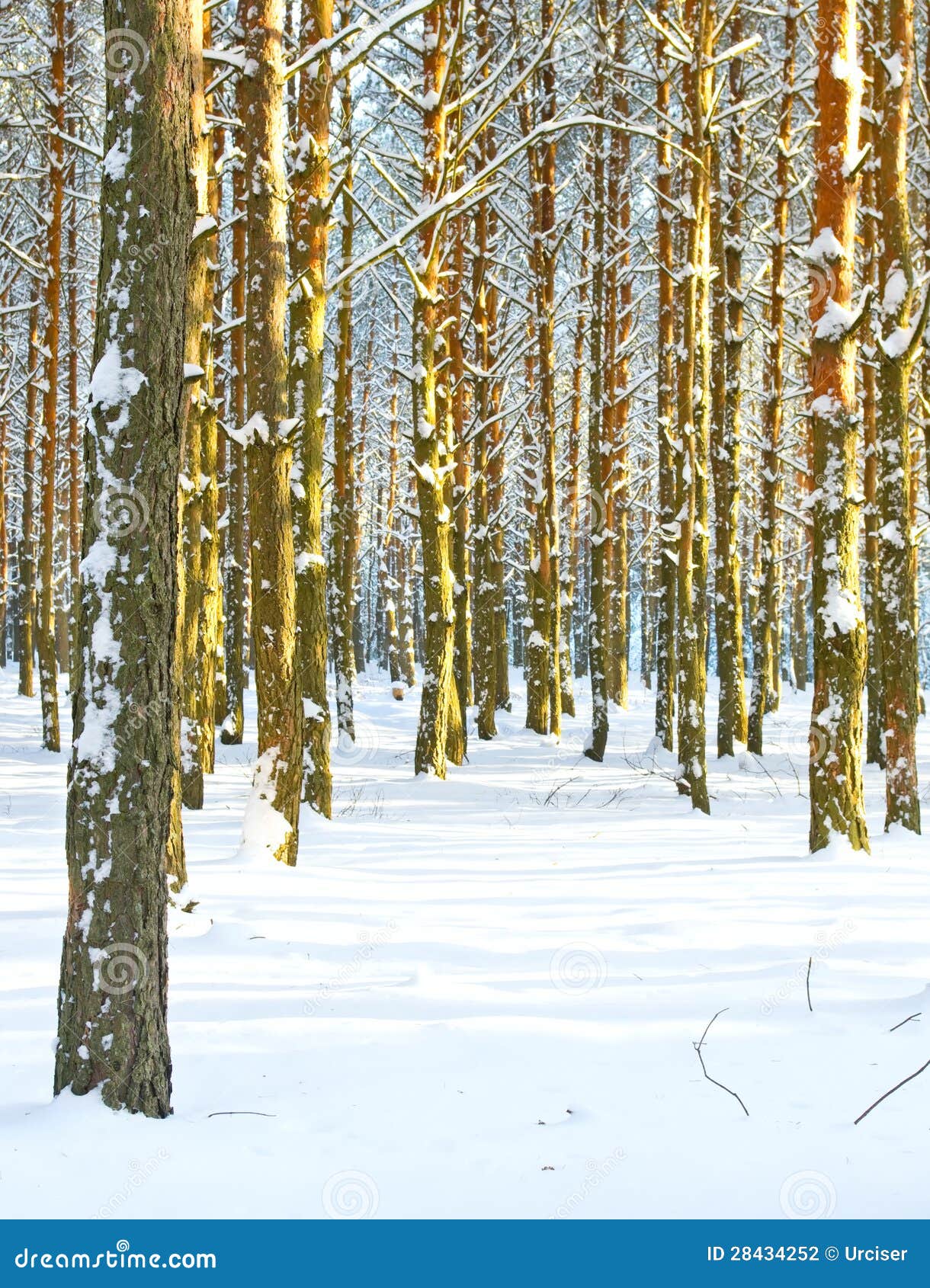 Season is winter stock photo. Image of season, winter - 28434252