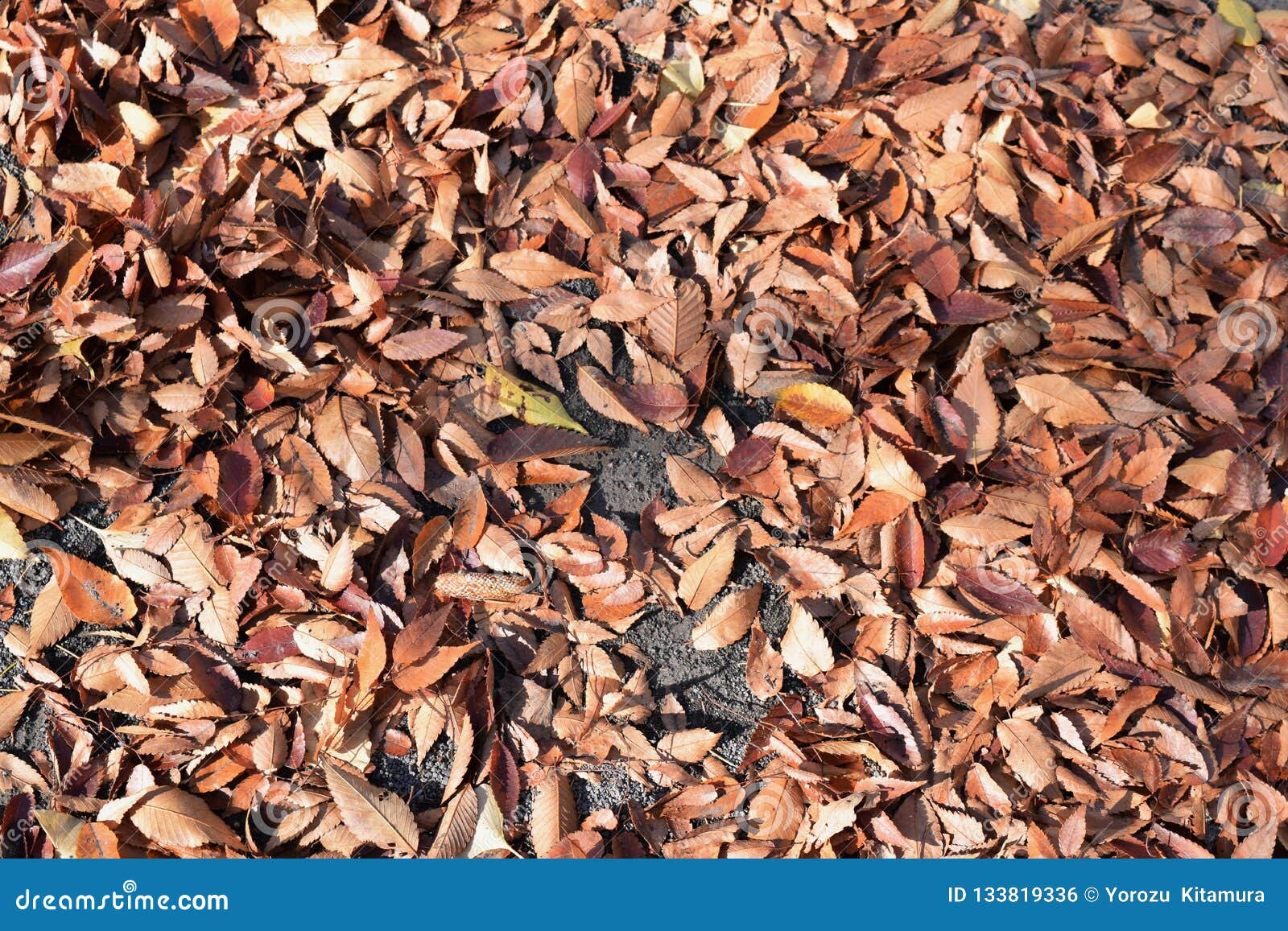 Fallen leaves stock photo. Image of ground, natural - 133819336