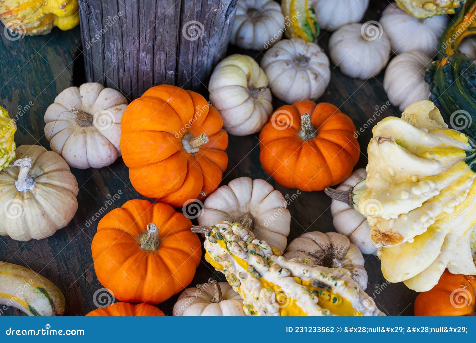 Seasonal Gourds in Orange, White and Yellow Stock Photo - Image of ...