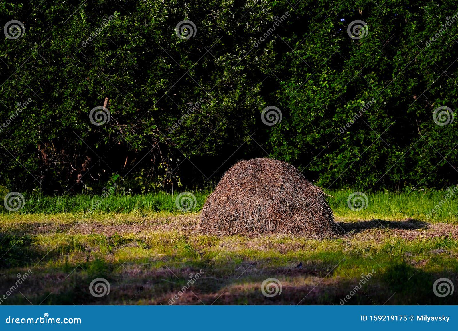 Seasonal Haystack, Foliage and Grass Stock Image - Image of neat ...