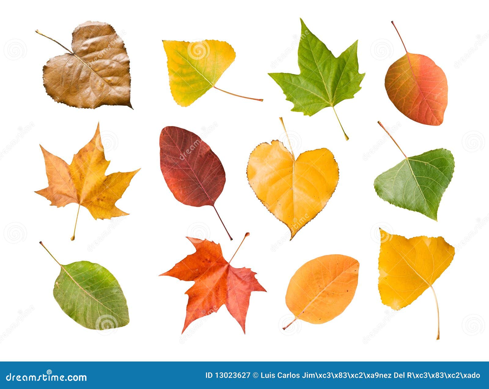 Seasonal leaves stock image. Image of autumn, nature - 13023627