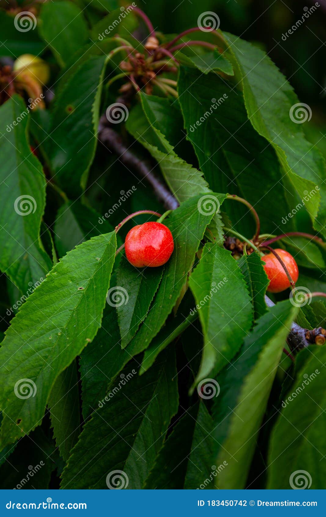 Seasonal Natural Cherries on the Tree in the Field Stock Photo - Image ...