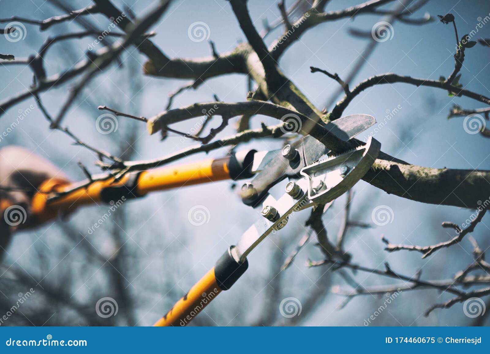 Seasonal Pruning Trees with Pruning Shears Stock Image - Image of care ...