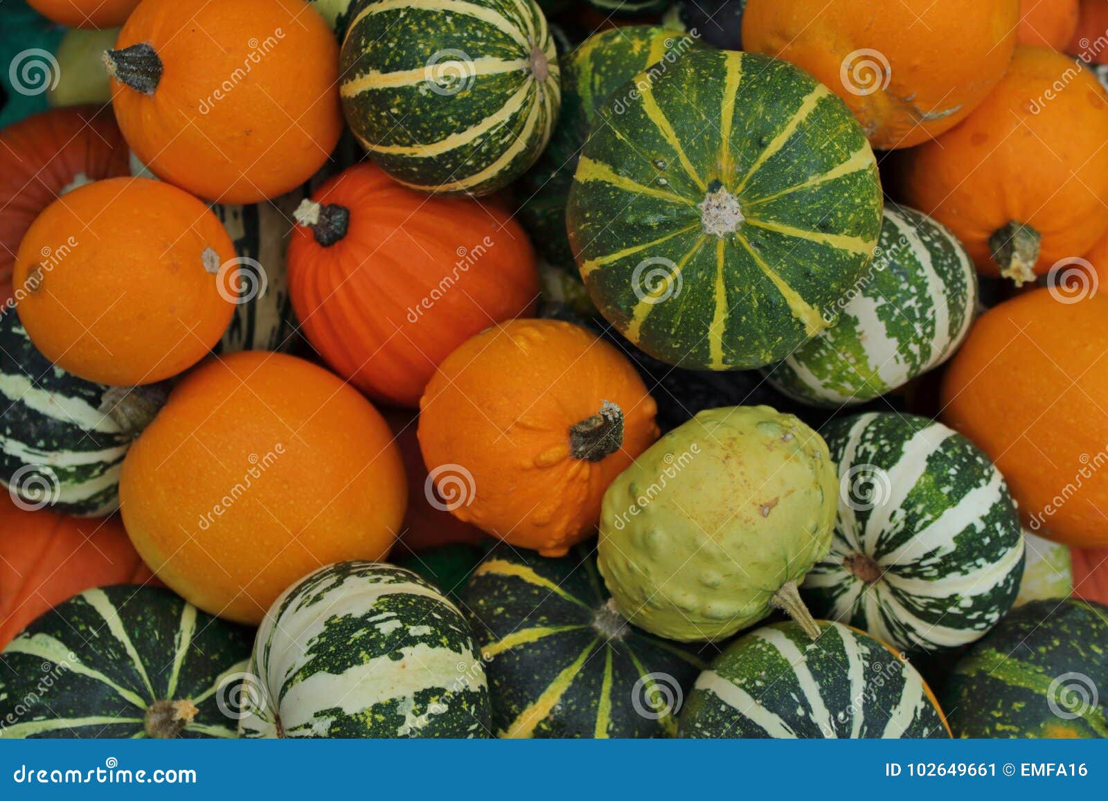 Seasonal Pumpkin and Squash Collage Stock Image - Image of autumn, fall ...