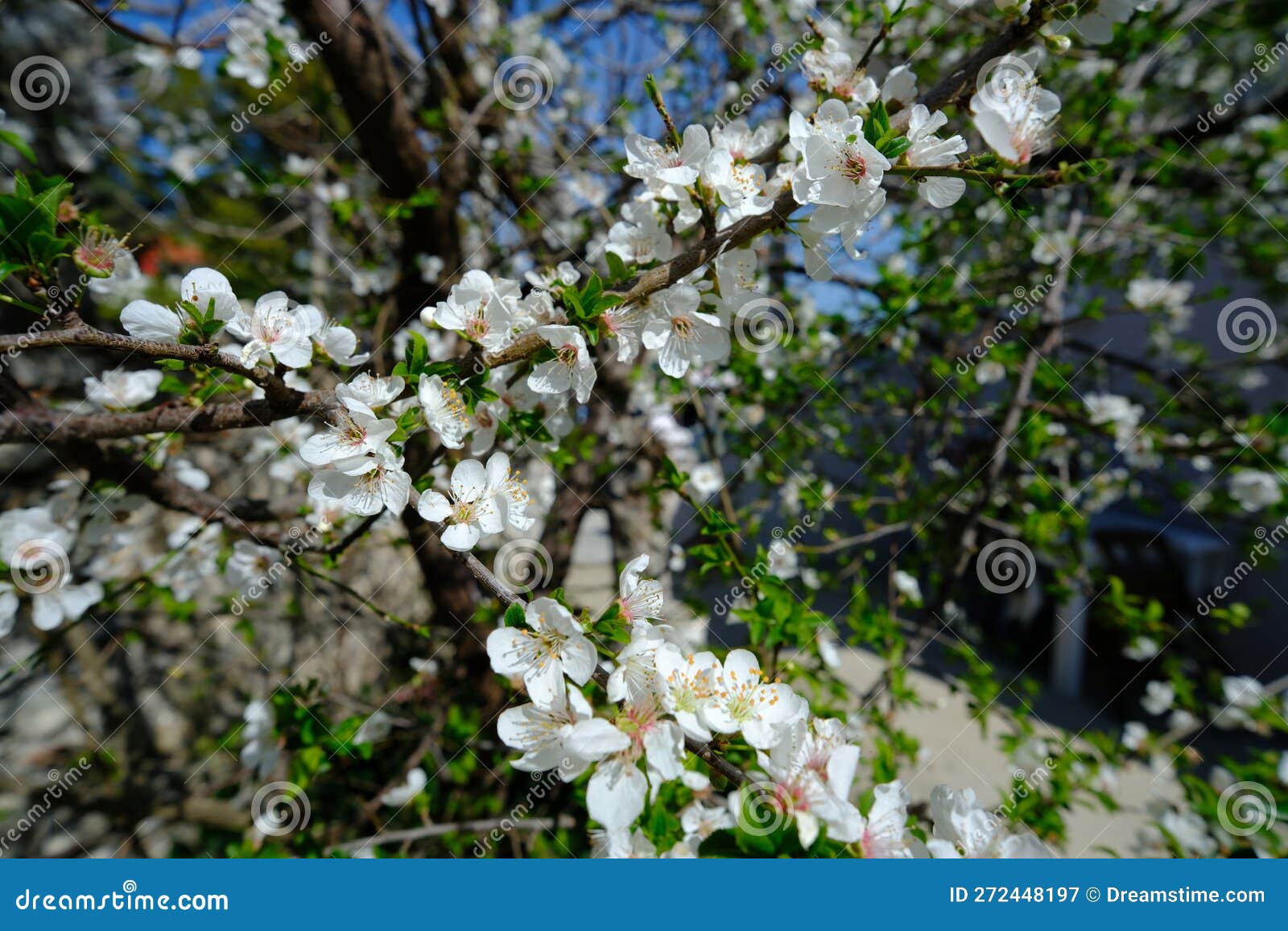 Seasonal Spring Flowers Trees Background Stock Image - Image of blossom ...
