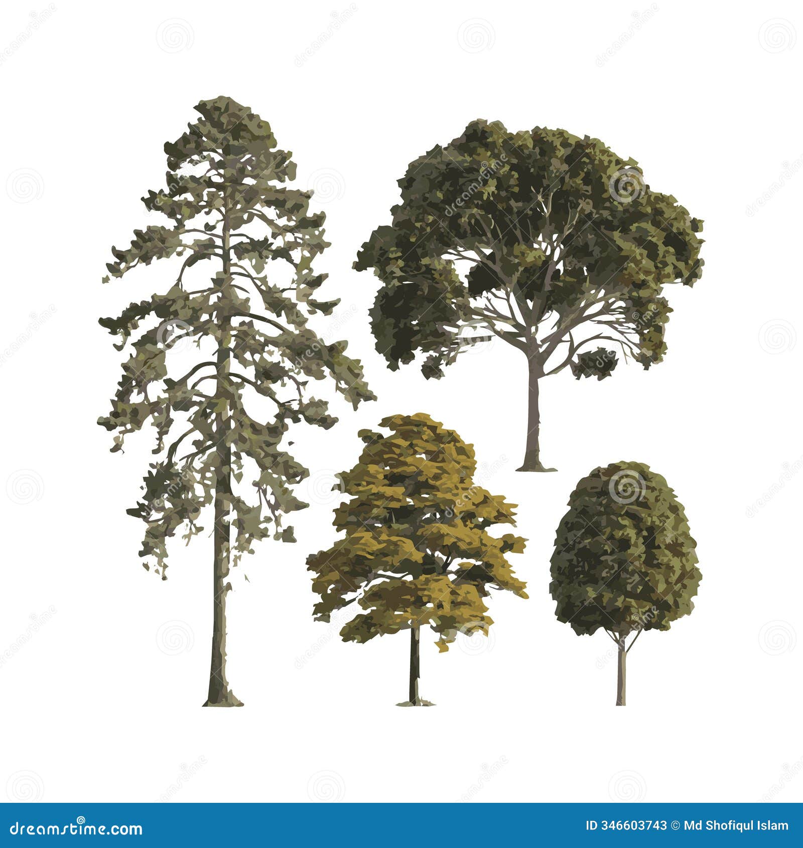 Seasonal Tree Variations Vector Nature S Diversity in Growth and ...