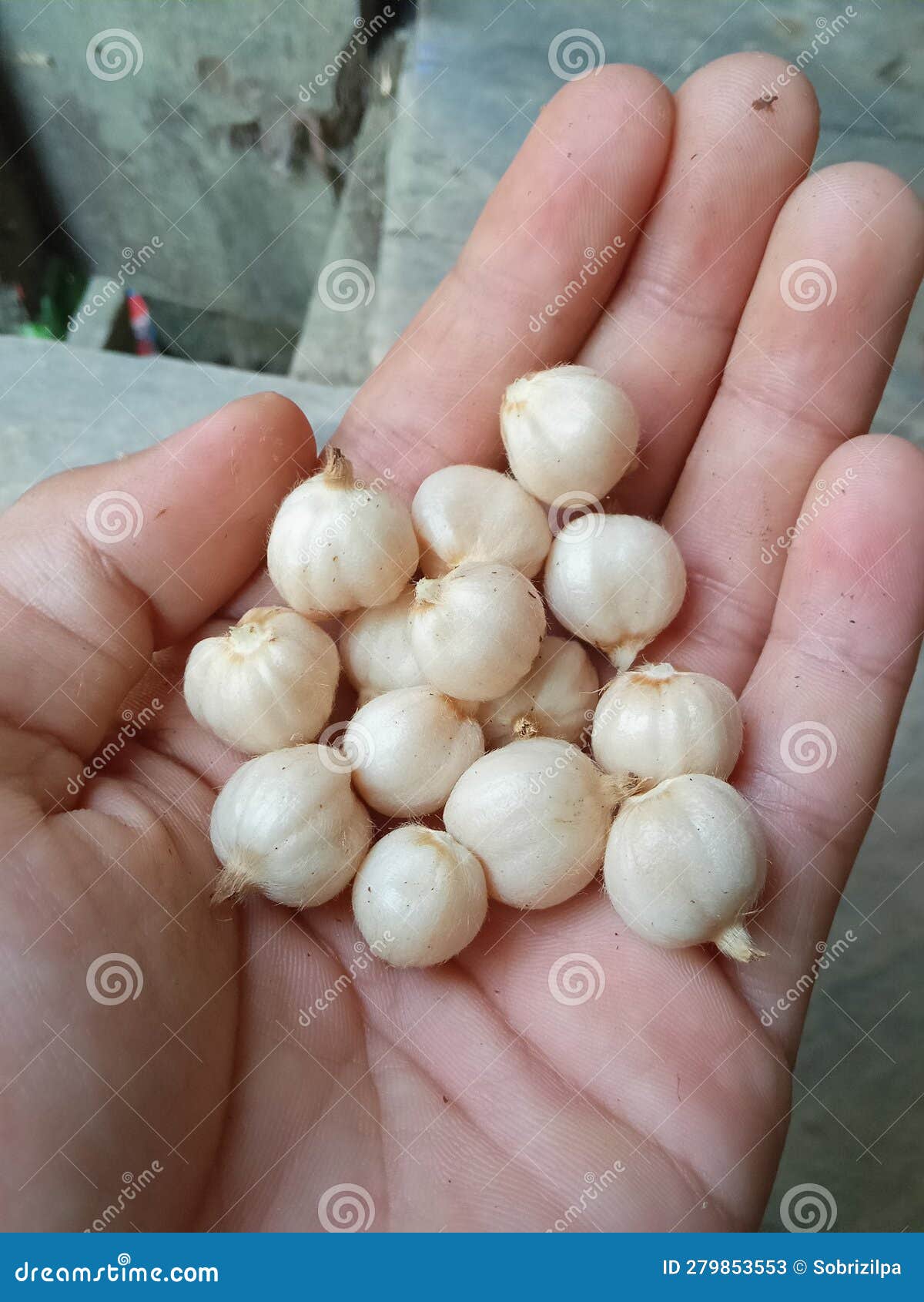 Seasoned forest cardamom stock image. Image of panen - 279853553