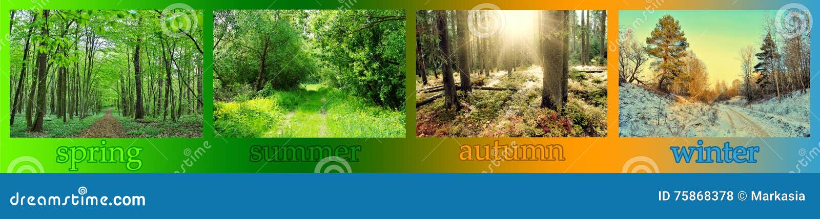 Deciduous Forest 4 Seasons