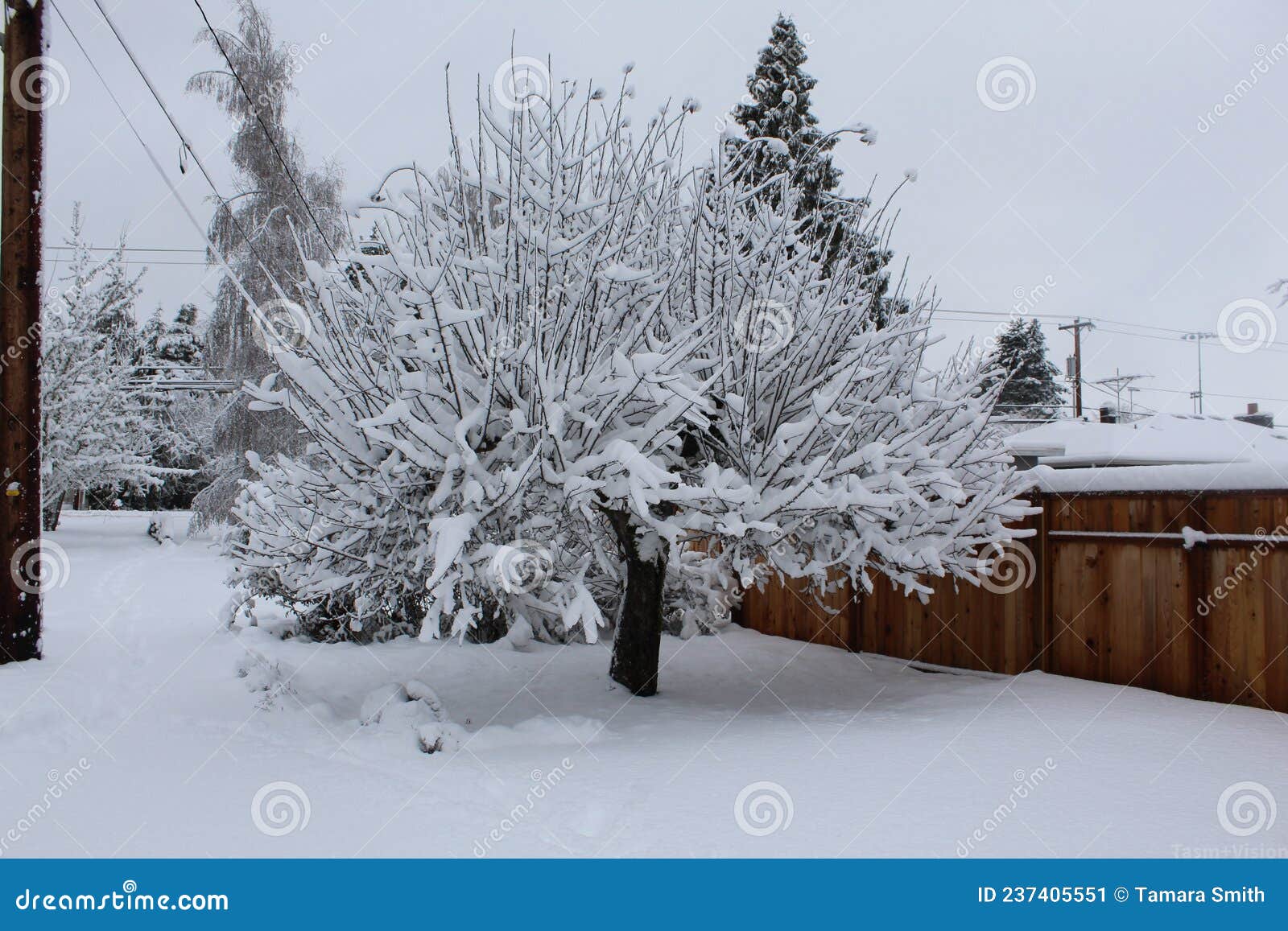 Seasons Show How Beautiful Change Can Be Stock Image - Image of flower ...