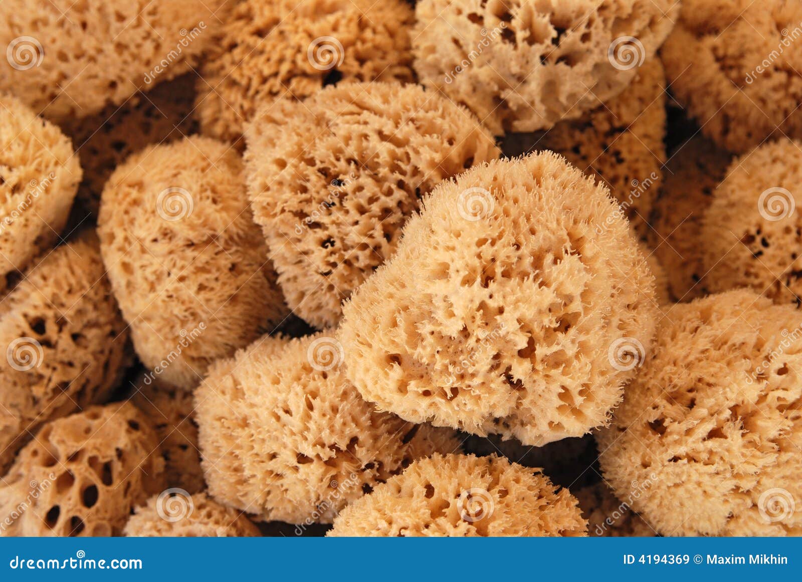 Seasponges stock image. Image of equipment, close, flexibility - 4194369