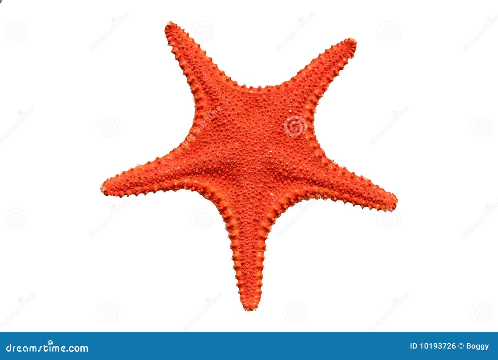 Seastar stock photo. Image of ocean, white, star, isolated - 10193726
