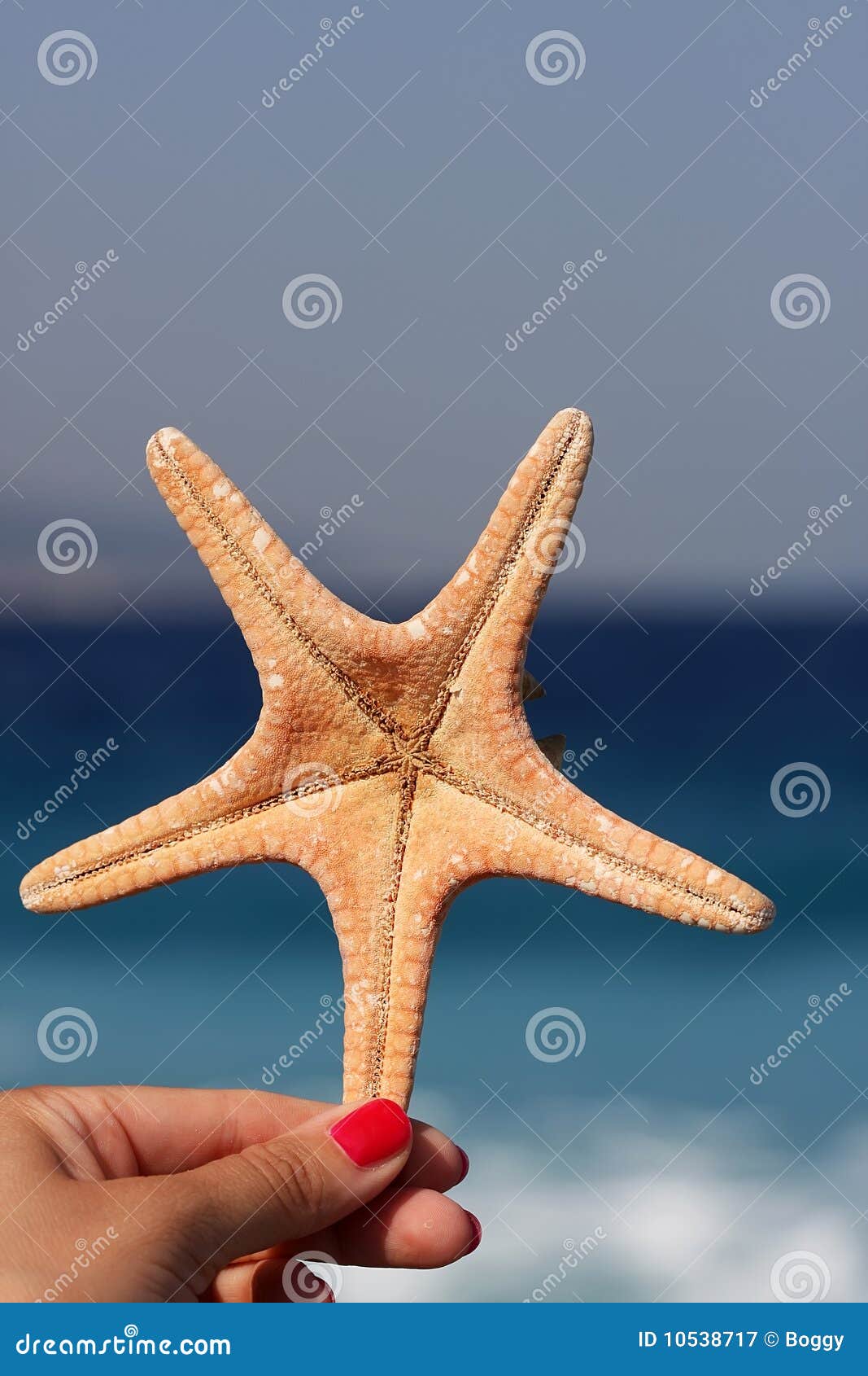 Seastar stock image. Image of holding, star, animal, seastar - 10538717