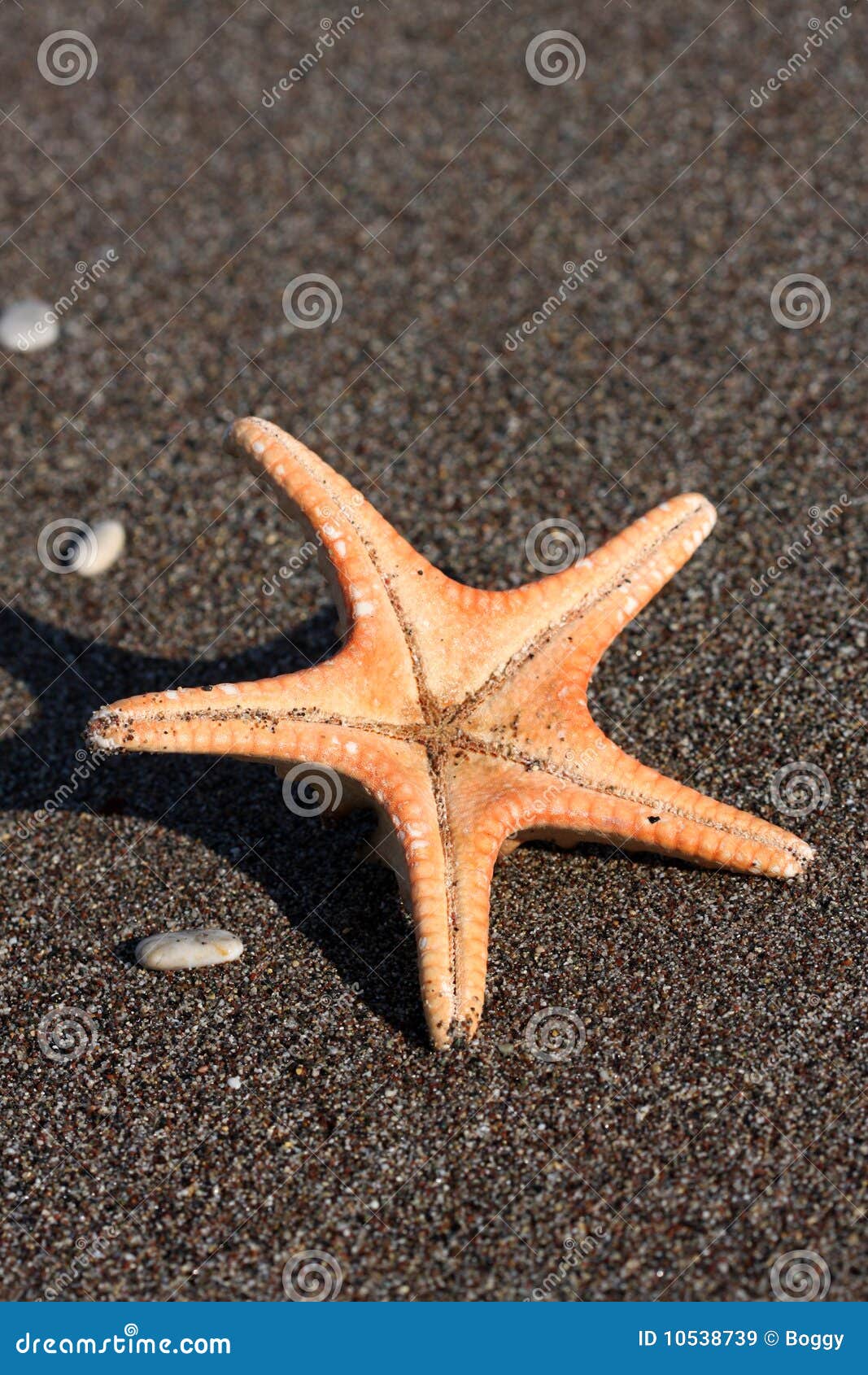 Seastar stock image. Image of beach, life, shore, star - 10538739